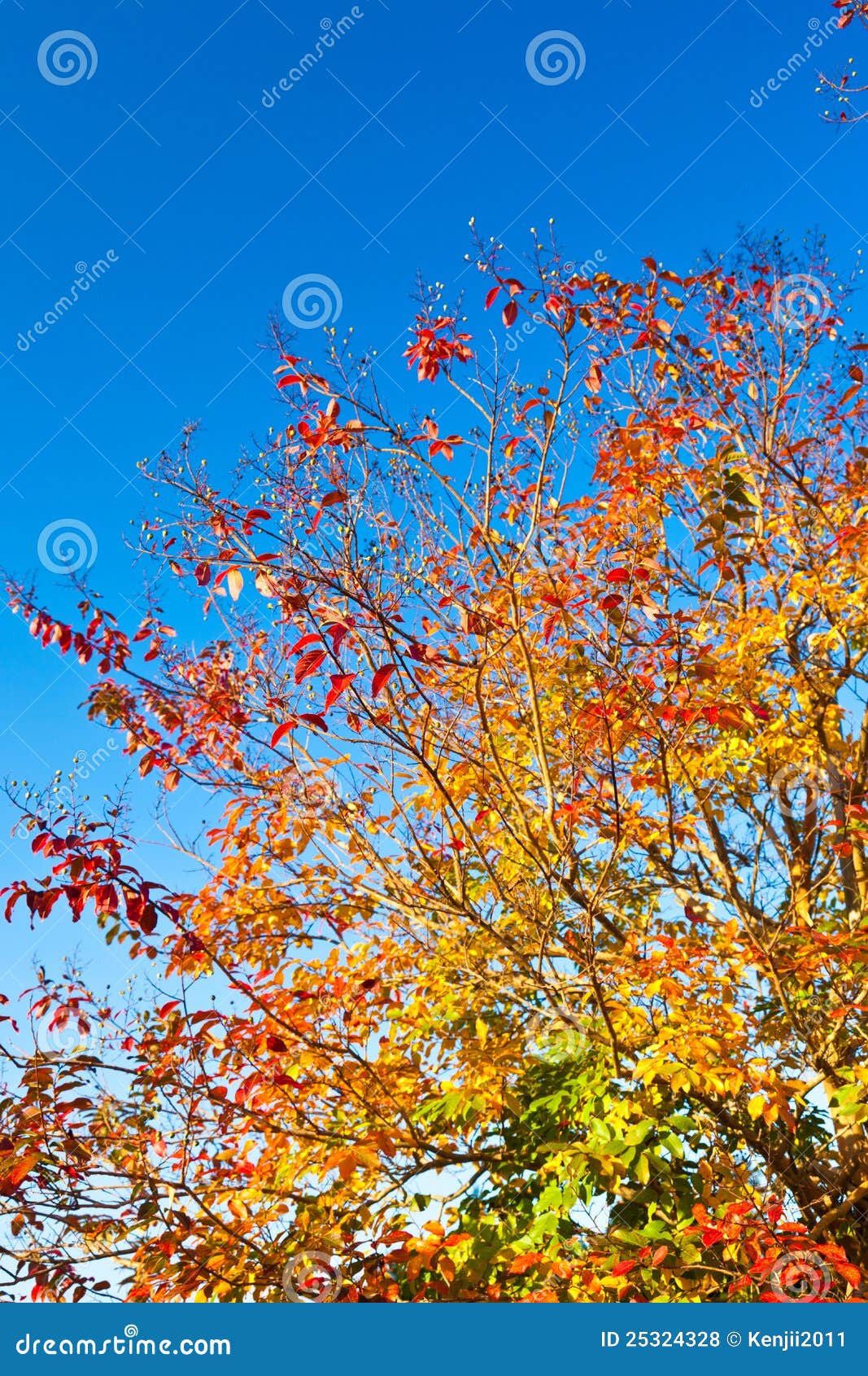 Broad-leaved Tree in Autumn Stock Photo - Image of orange, bright: 25324328