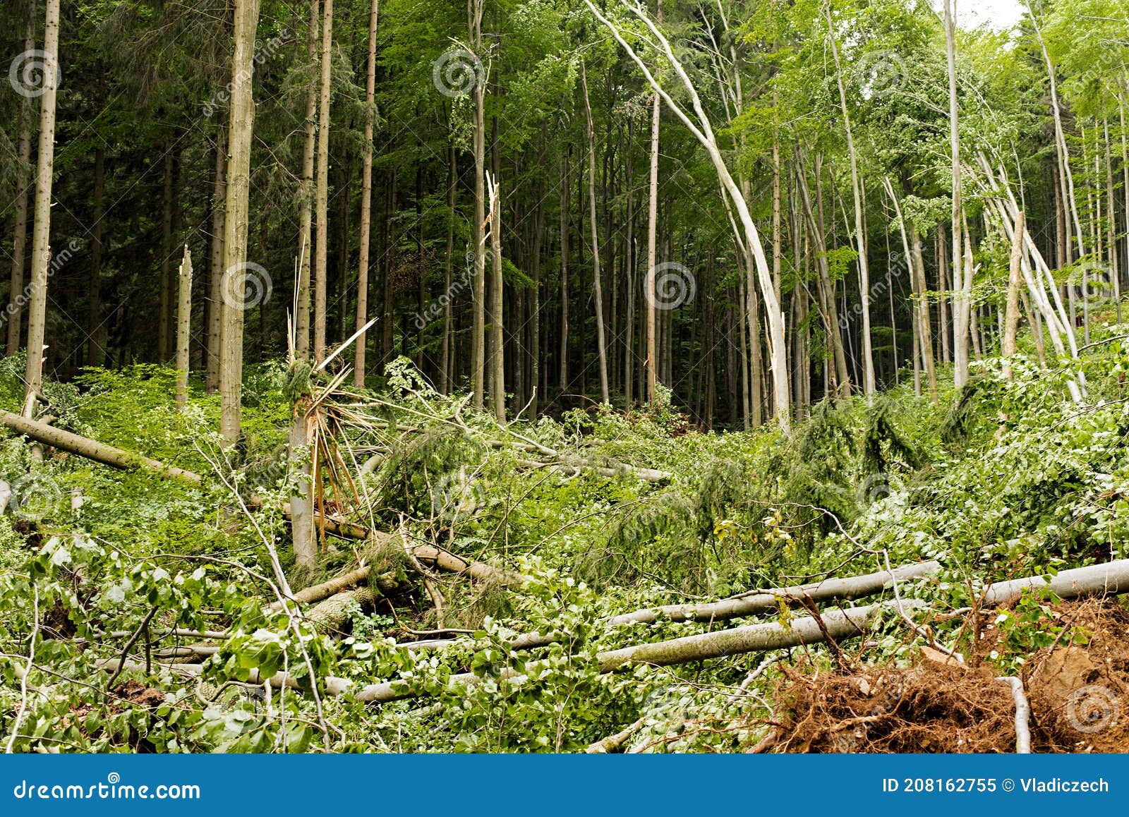 Broad-leaved Trees after Wind Storm Strike. Forest Blowdown. Windfall ...
