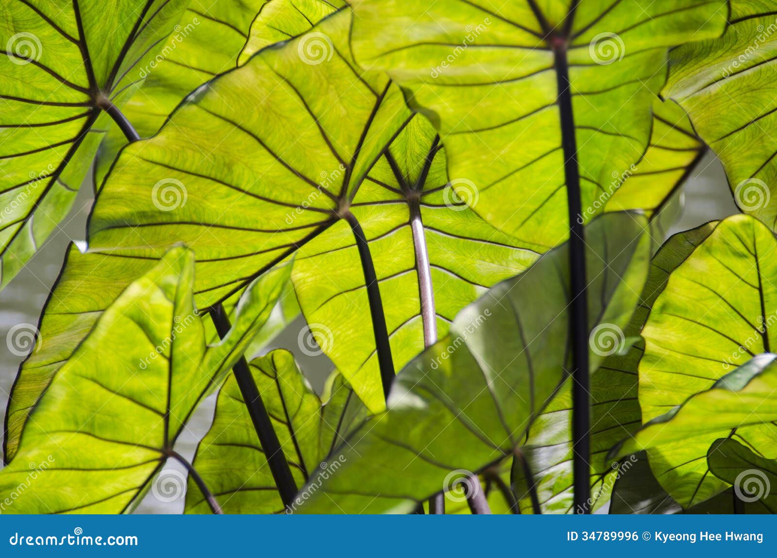 Broad Leaves stock photo. Image of tropical, water, background - 34789996