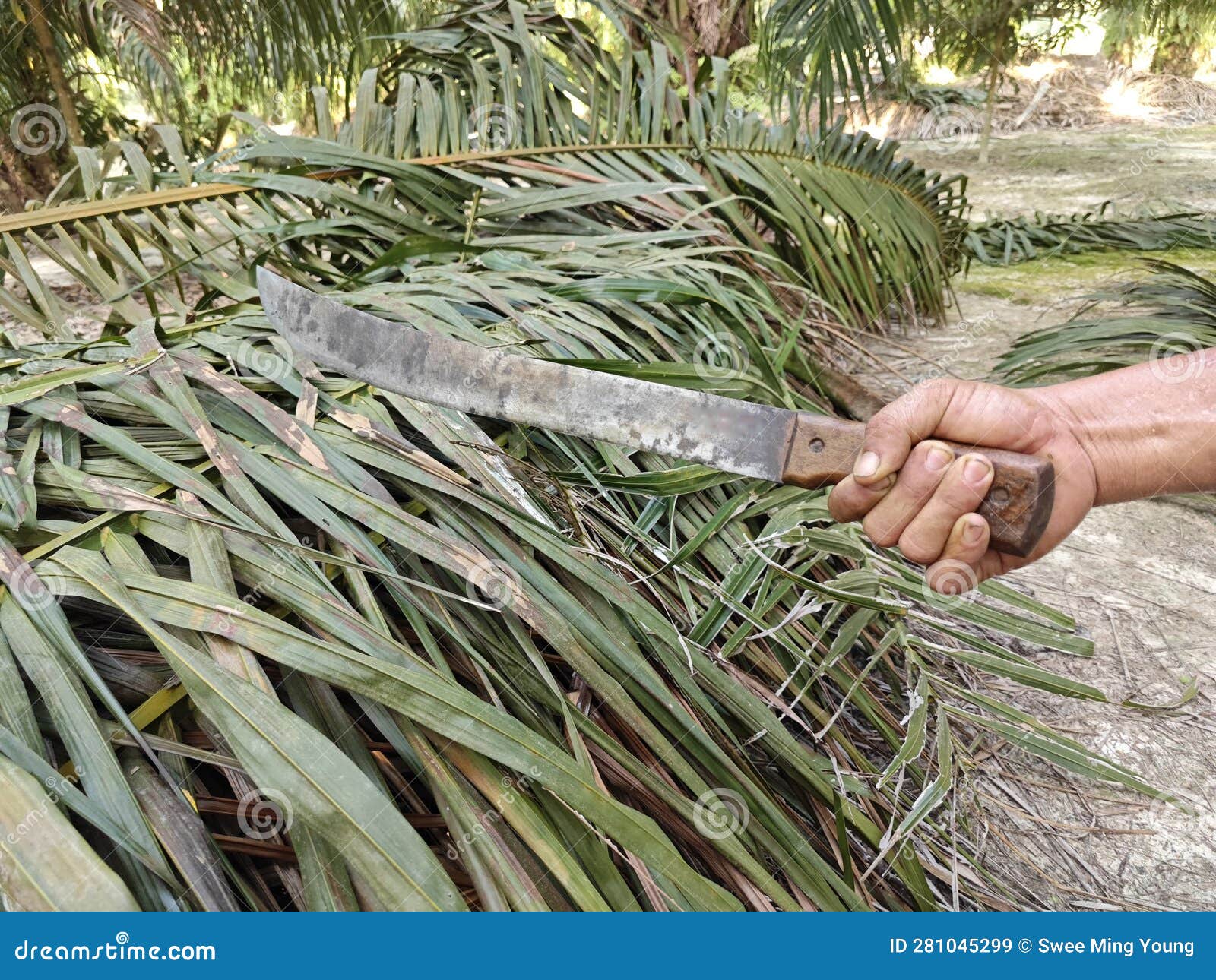 The Broad Long-bladed Knife Use in Agriculture Cutting. Stock Image ...