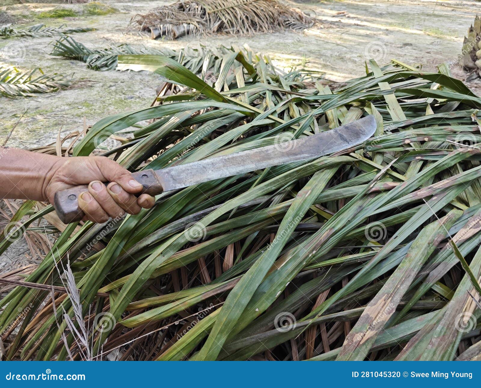 The Broad Long-bladed Knife Use in Agriculture Cutting. Stock Photo ...