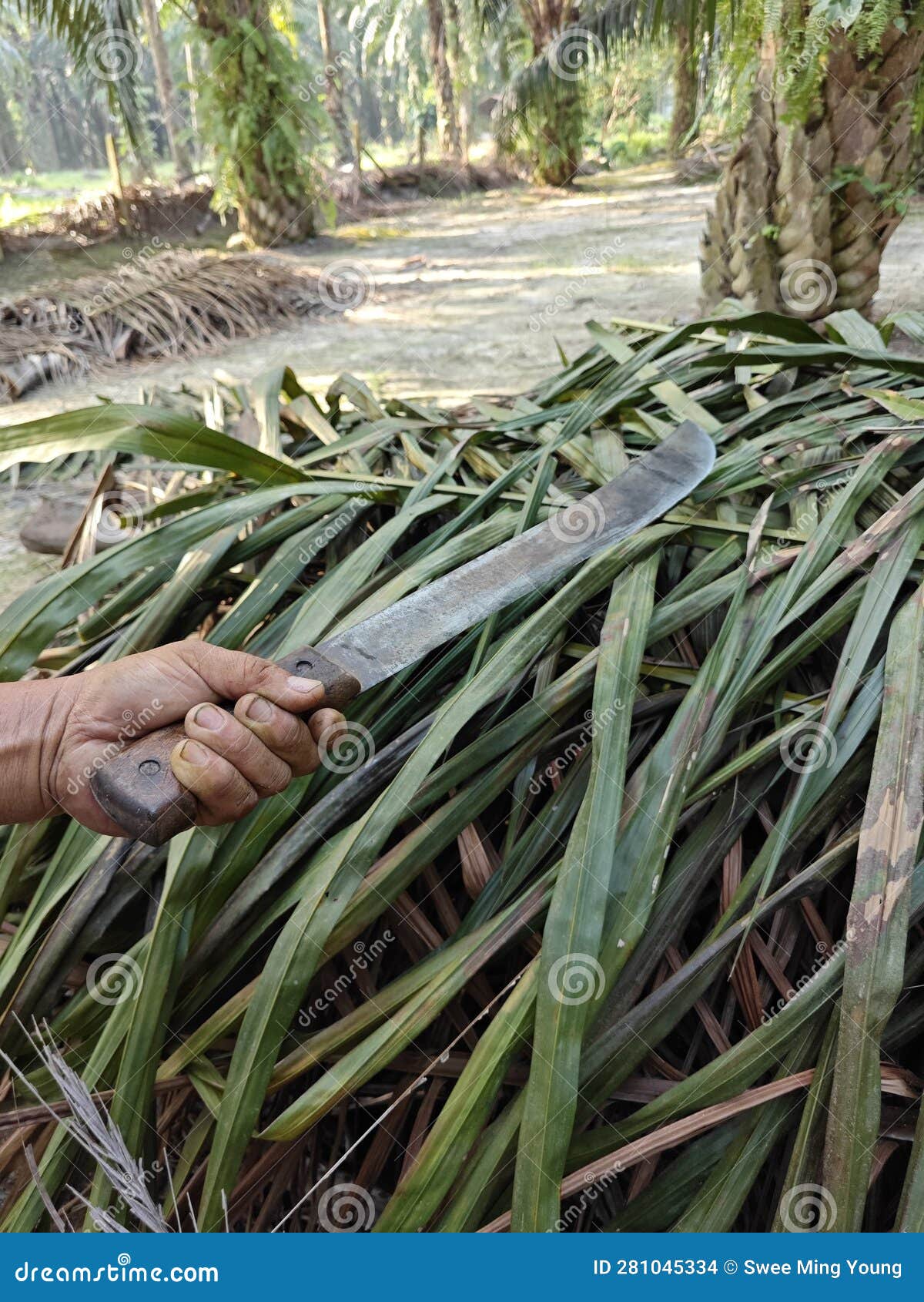 The Broad Long-bladed Knife Use in Agriculture Cutting. Stock Photo ...