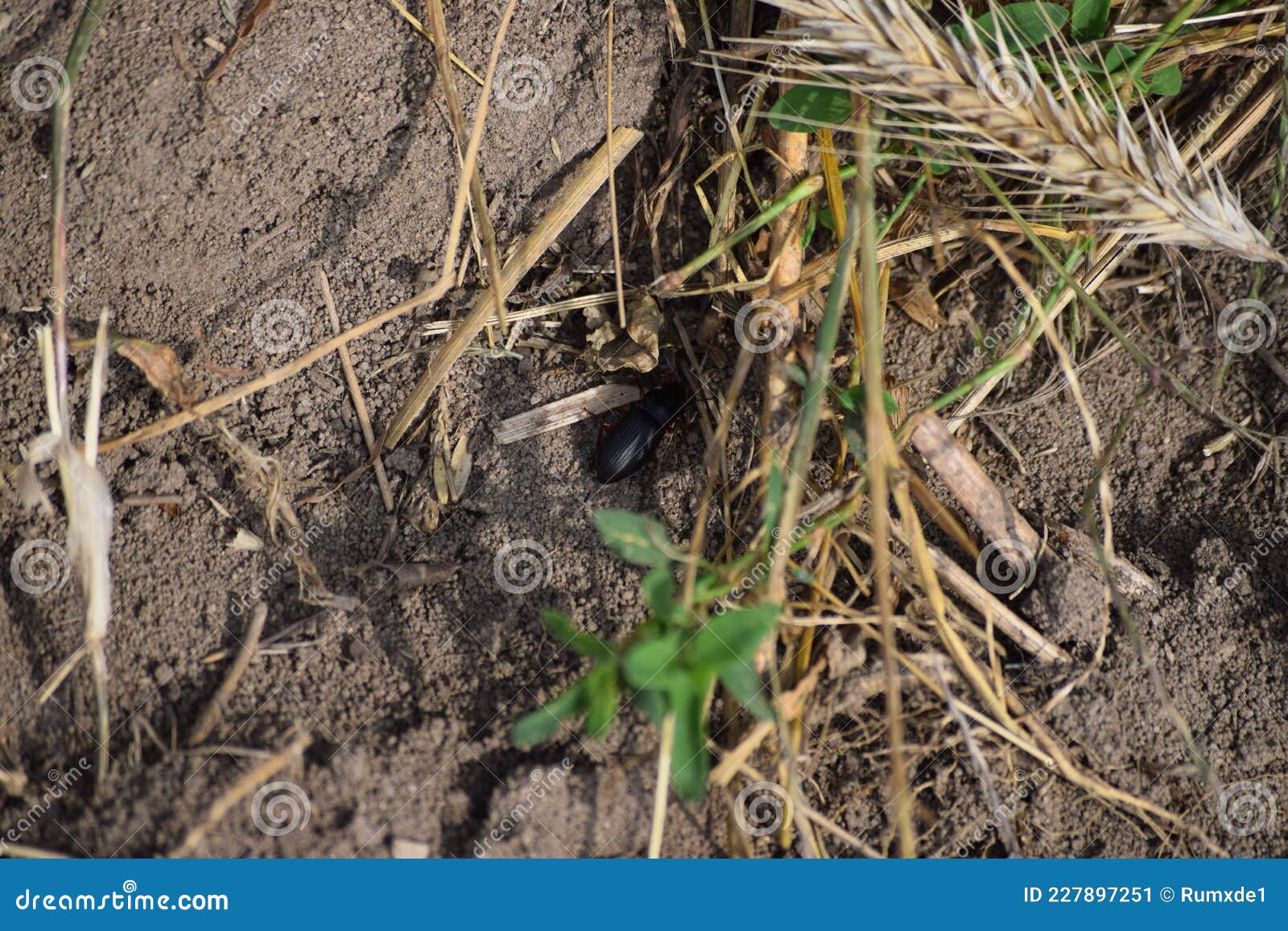 Broad-necked Root-borer stock image. Image of borer - 227897251