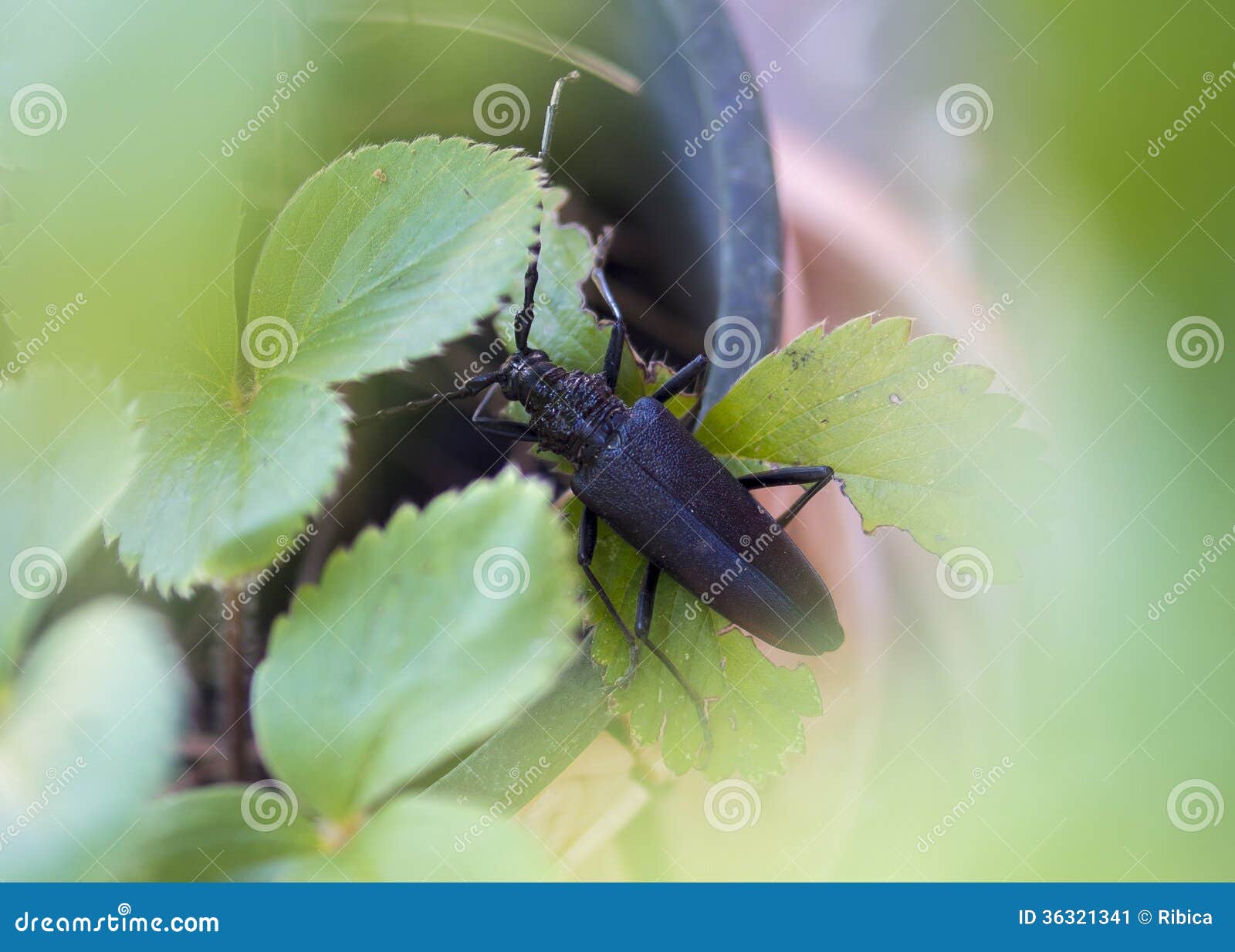 Broad-necked Root Borer stock image. Image of longhorned - 36321341