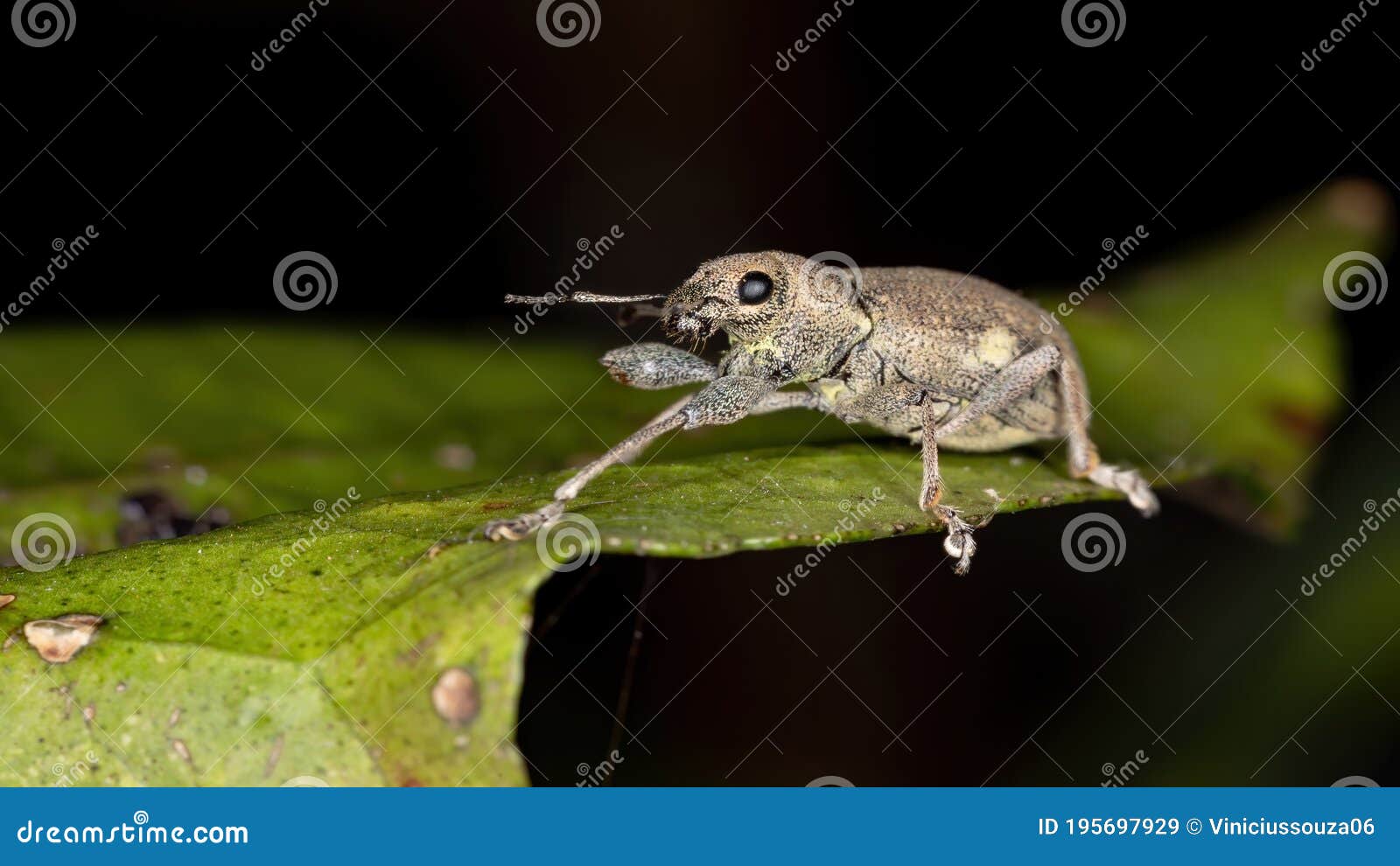 Broad-nosed Weevil stock image. Image of cucujiformia - 195697929