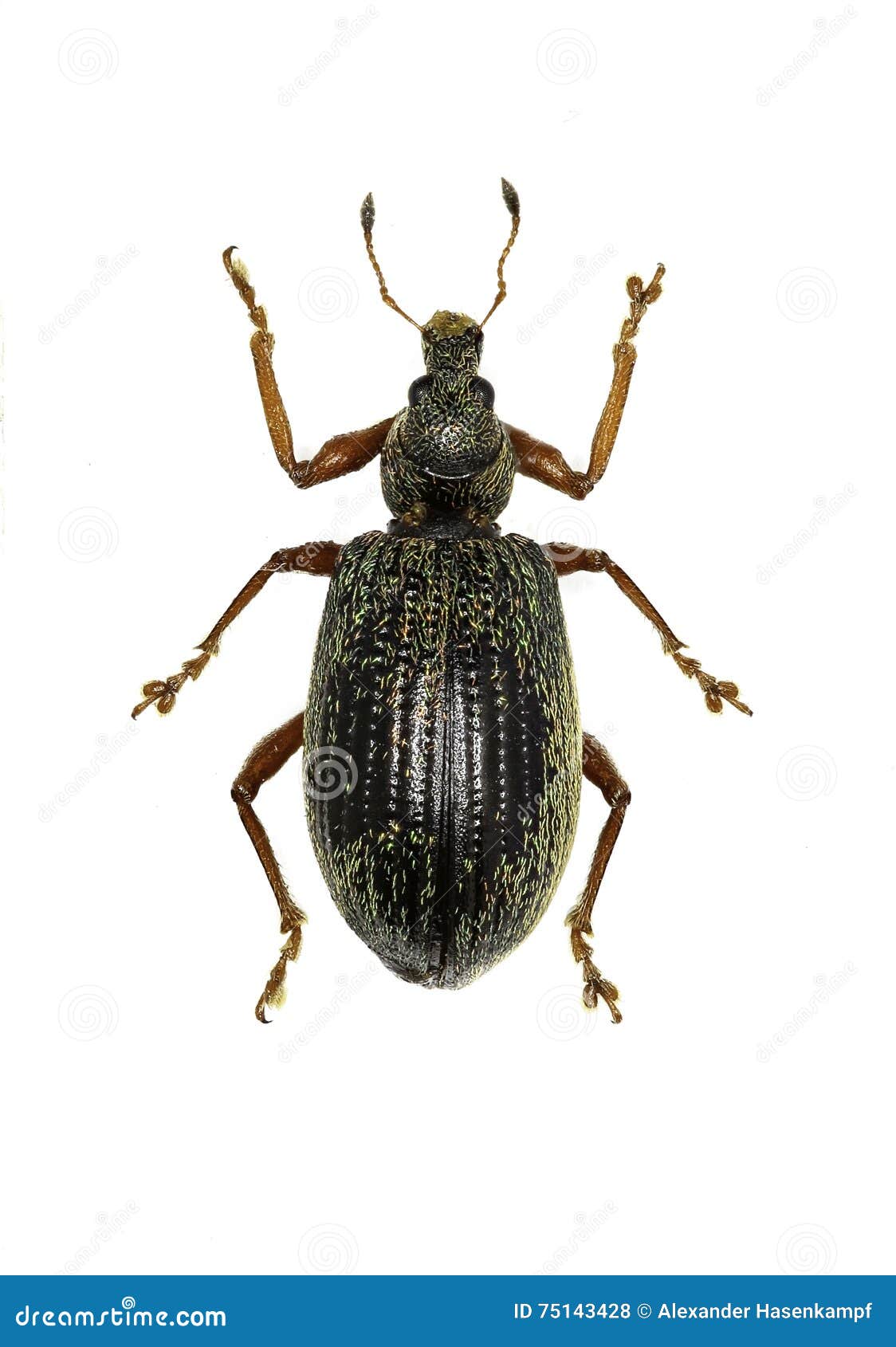 Broad-nosed Weevils on White Background Stock Photo - Image of small ...