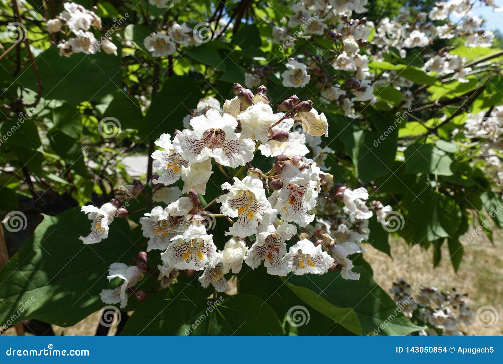 Broad Panicle of Flowers of Catalpa Stock Photo - Image of lush ...