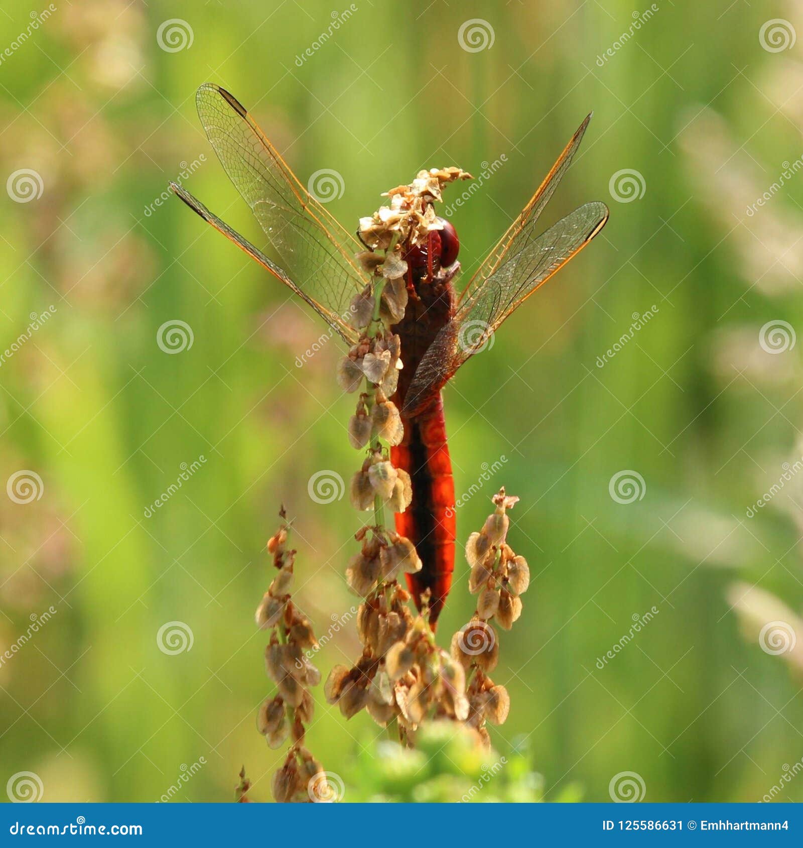 Broad scarlet dragonfly stock image. Image of hideandseek - 125586631