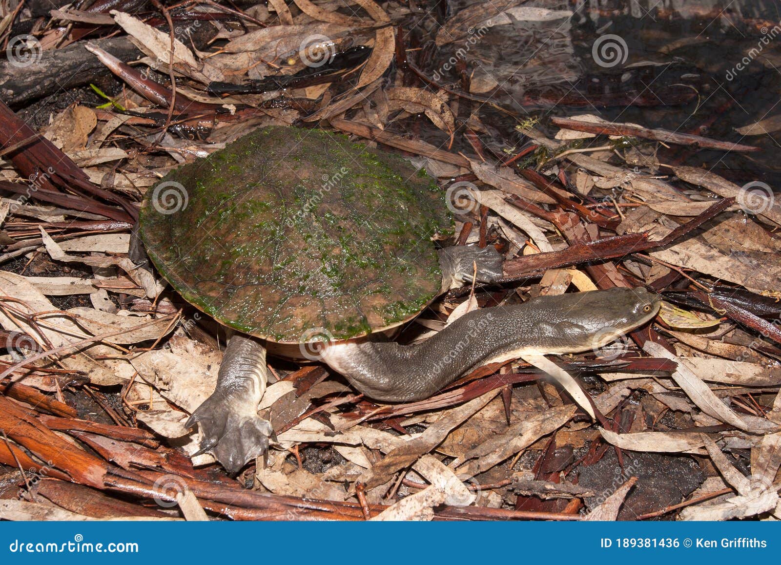 Broad shelled River Turtle stock photo. Image of aquatic - 189381436