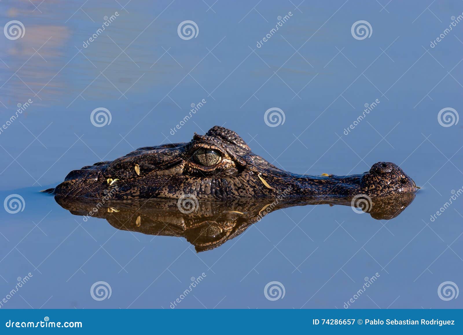 Broad-snouted Caiman stock image. Image of beauty, nature - 74286657