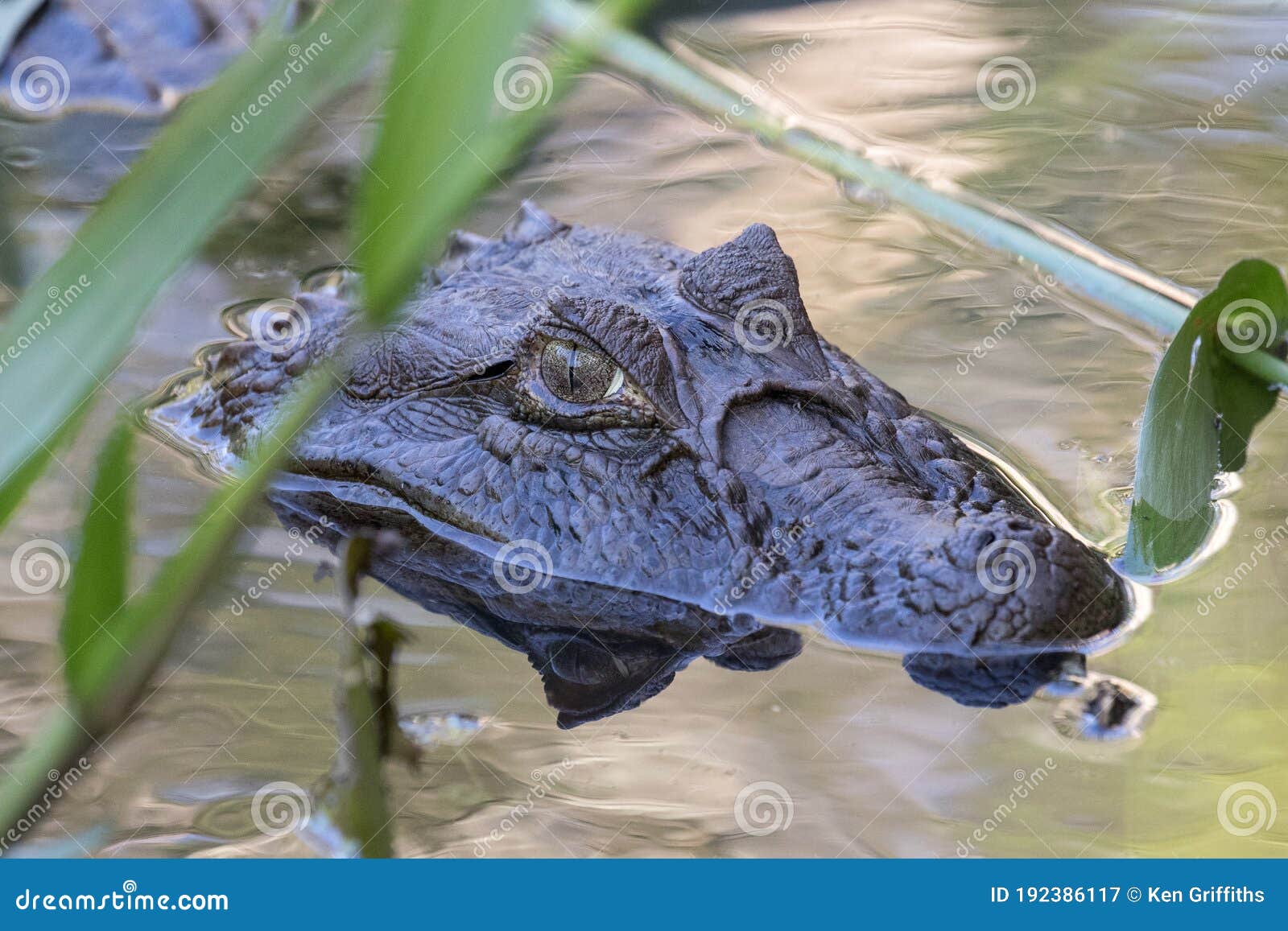 Broad-snouted Caiman stock image. Image of argentina - 192386117