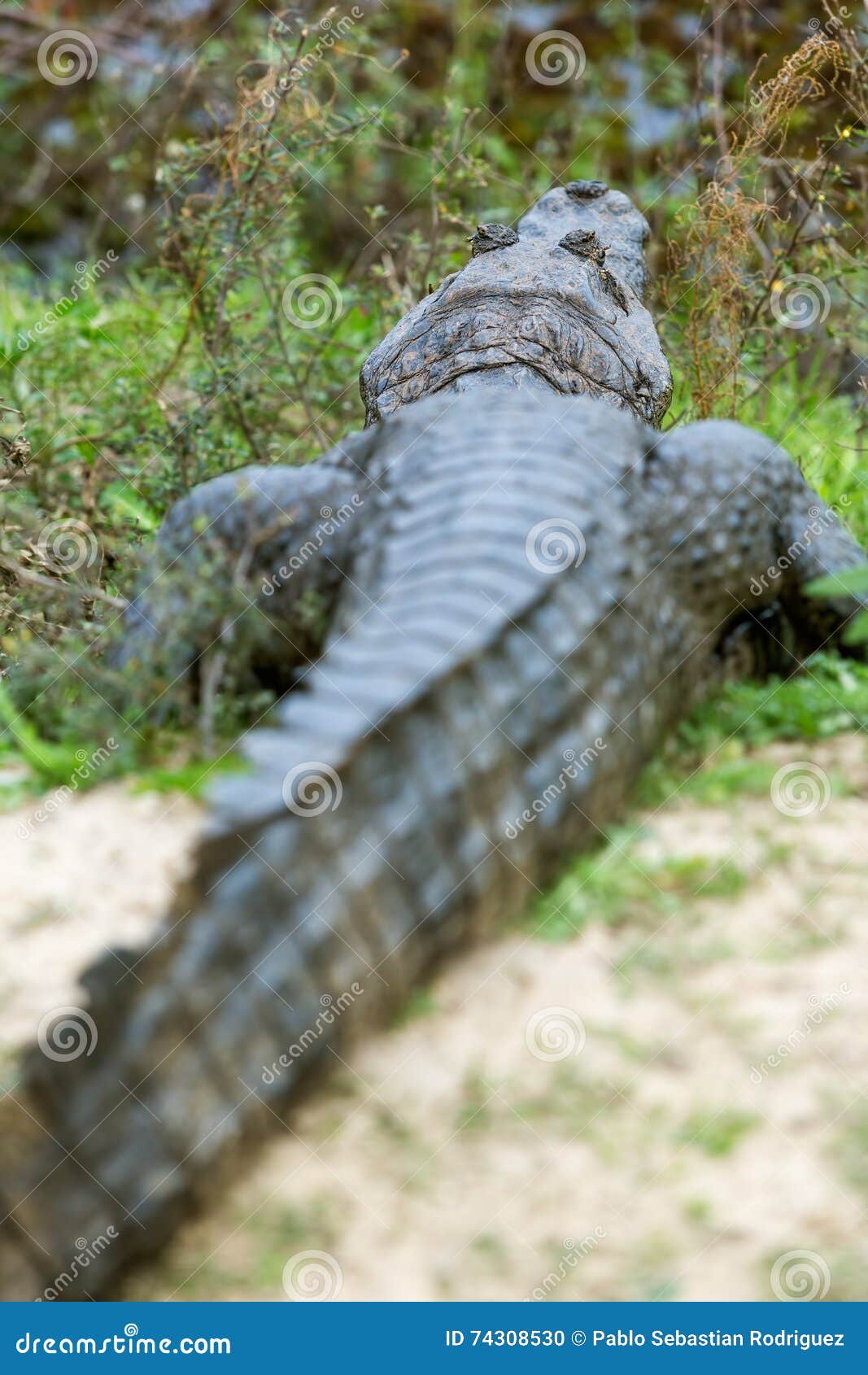 Broad-snouted Caiman (Caiman Latirostris) Stock Photo - Image of hunter ...