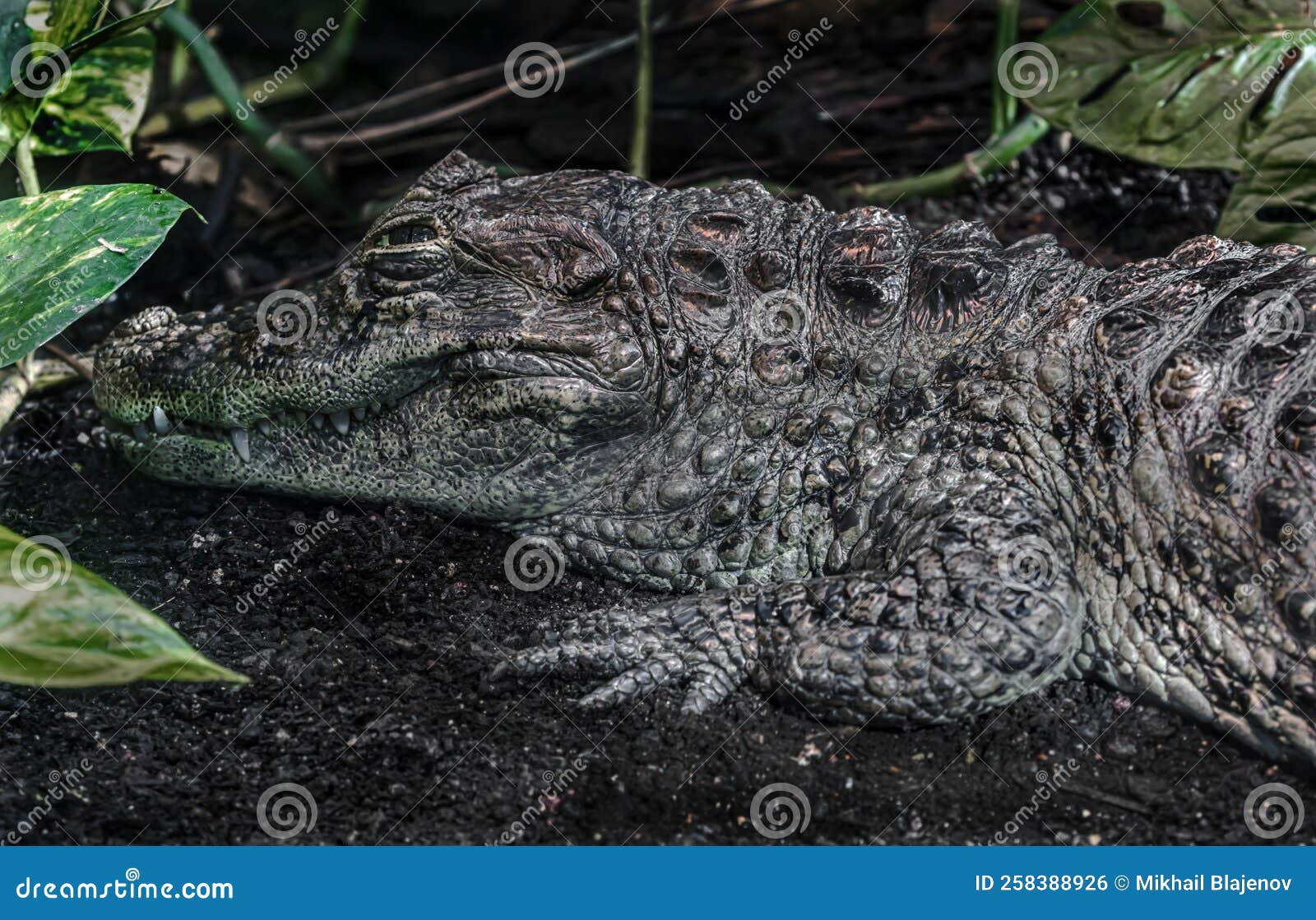 Broad-snouted caiman 3 stock photo. Image of strange - 258388926