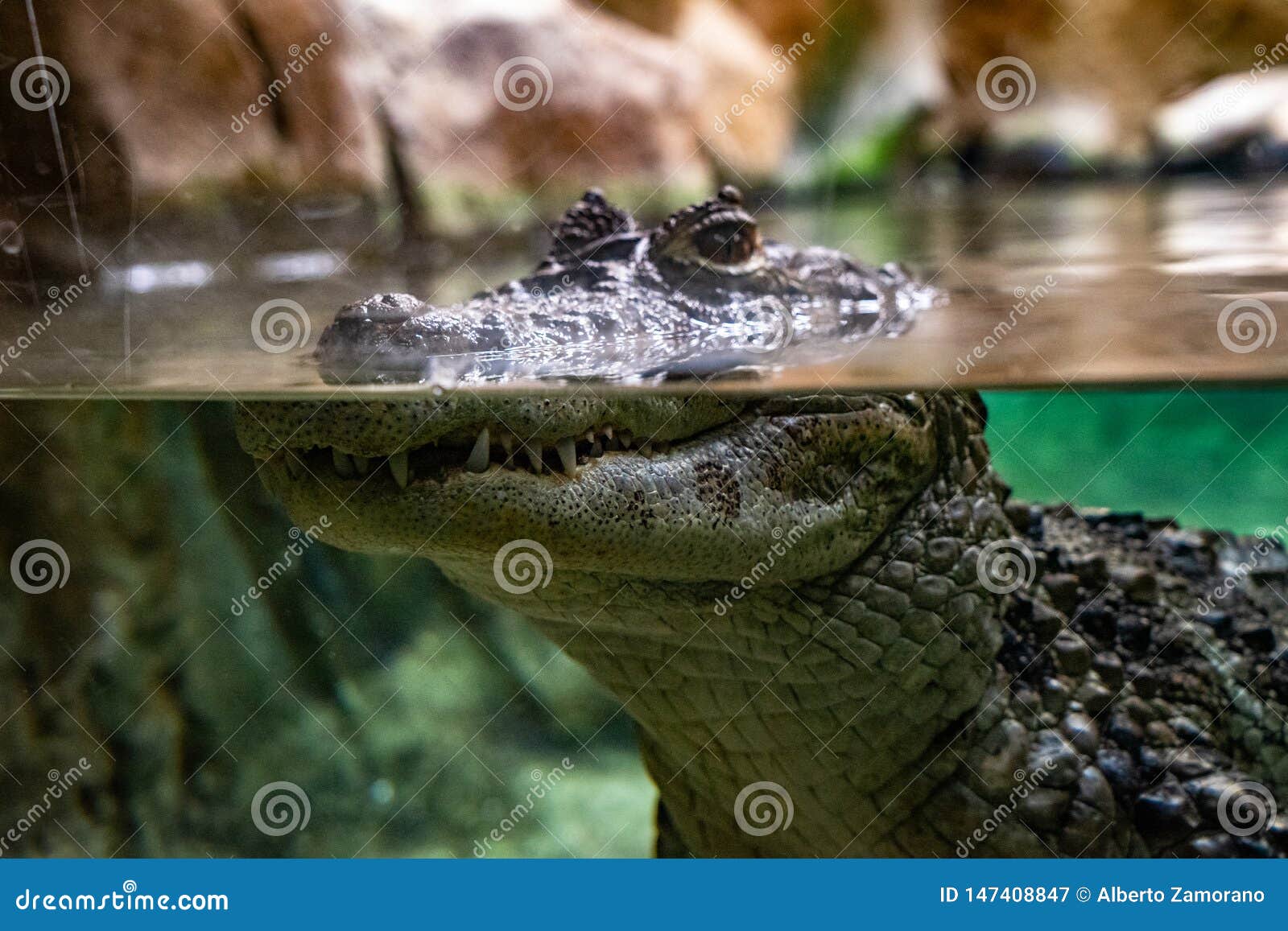Broad Snouted Caiman Caiman Latirostris in Zoo Barcelona Editorial ...