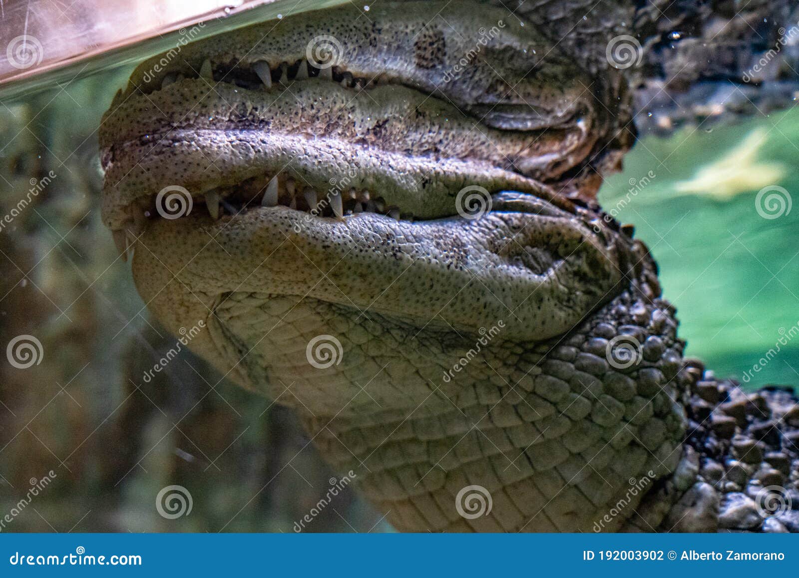 Broad Snouted Caiman Caiman Latirostris in Zoo Barcelona Stock Photo ...