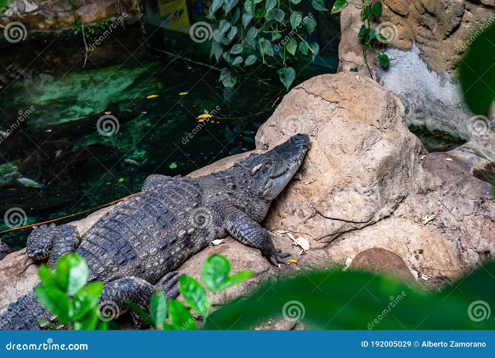 Broad Snouted Caiman Caiman Latirostris in Zoo Barcelona Editorial ...