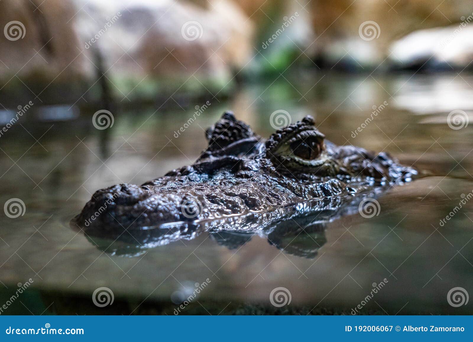 Broad Snouted Caiman Caiman Latirostris in Zoo Barcelona Editorial ...