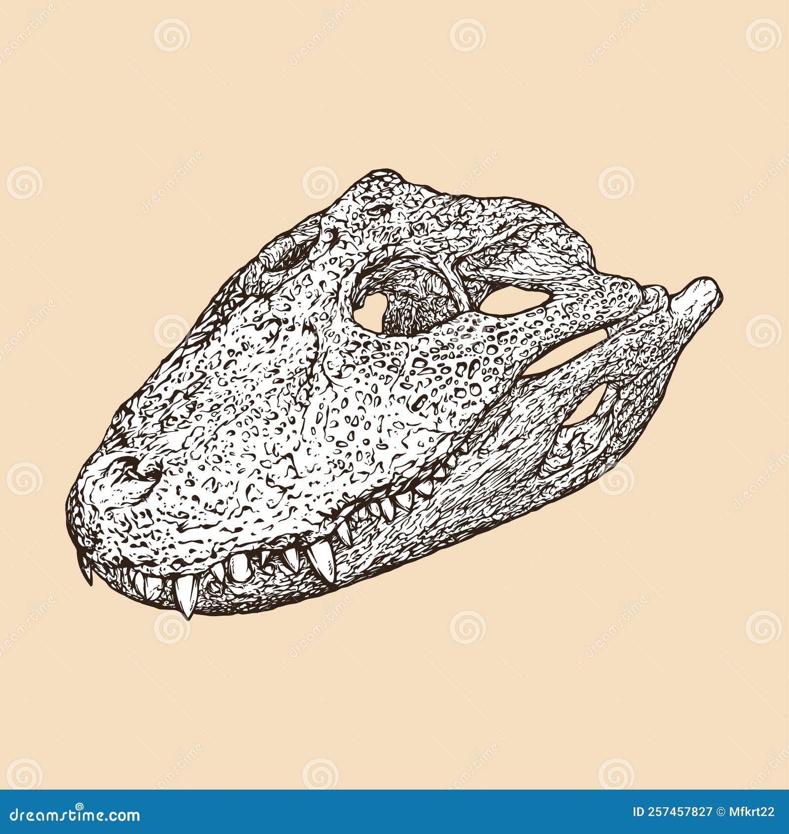 Broad Snouted Caiman Skull Head Vector Illustration Stock Vector ...