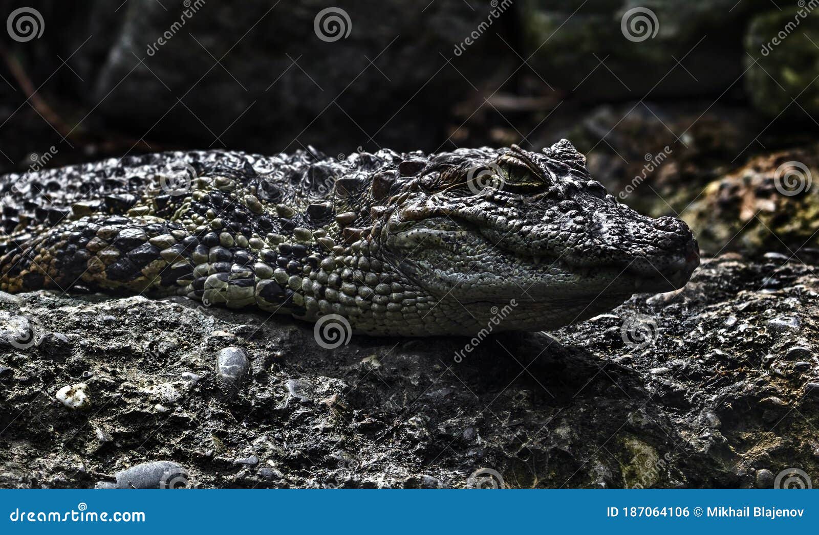 Broad-snouted caiman 1 stock photo. Image of nice, bite - 187064106