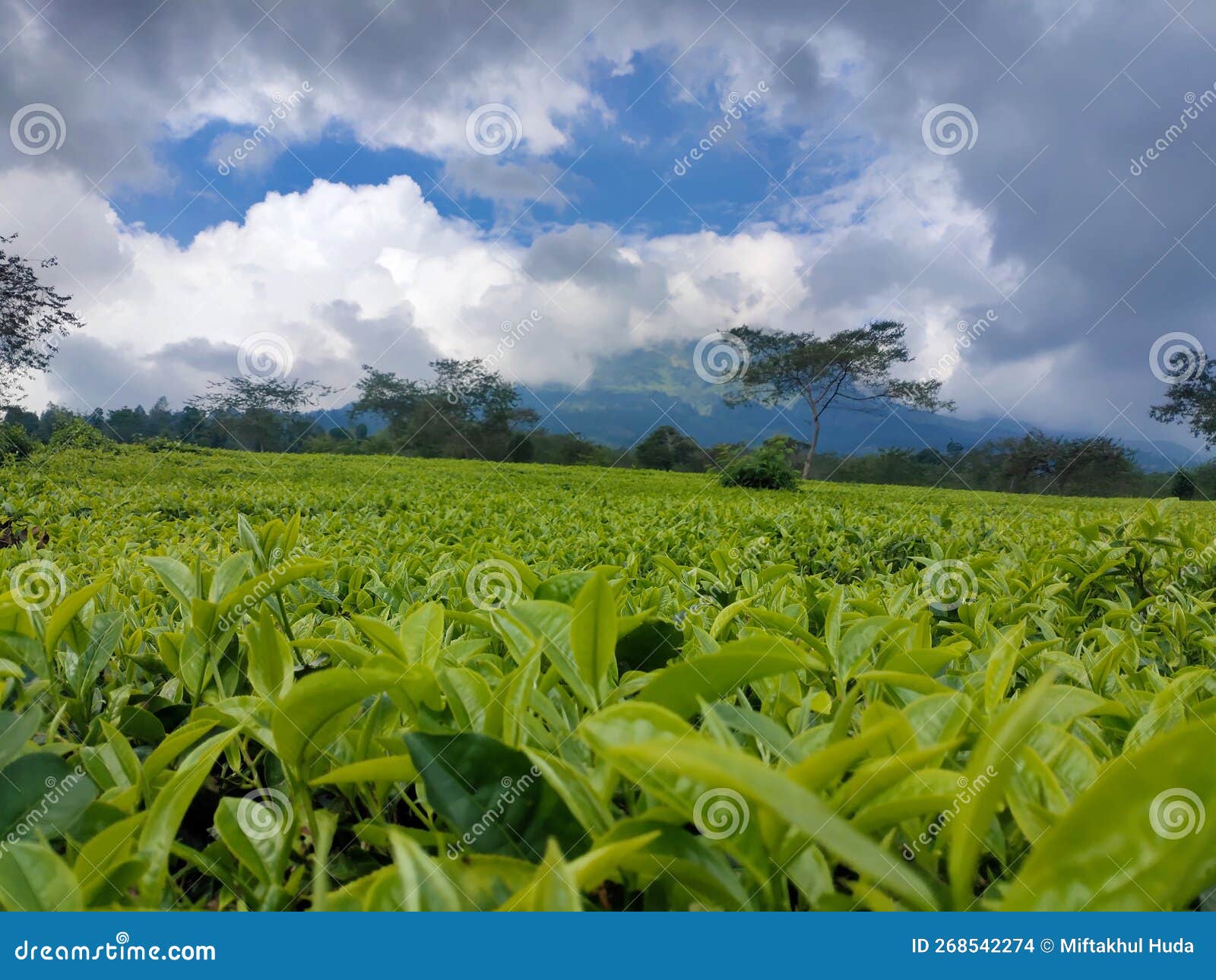 Broad Sprawling Shoots of Tea Leaves. Stock Photo - Image of pasture ...