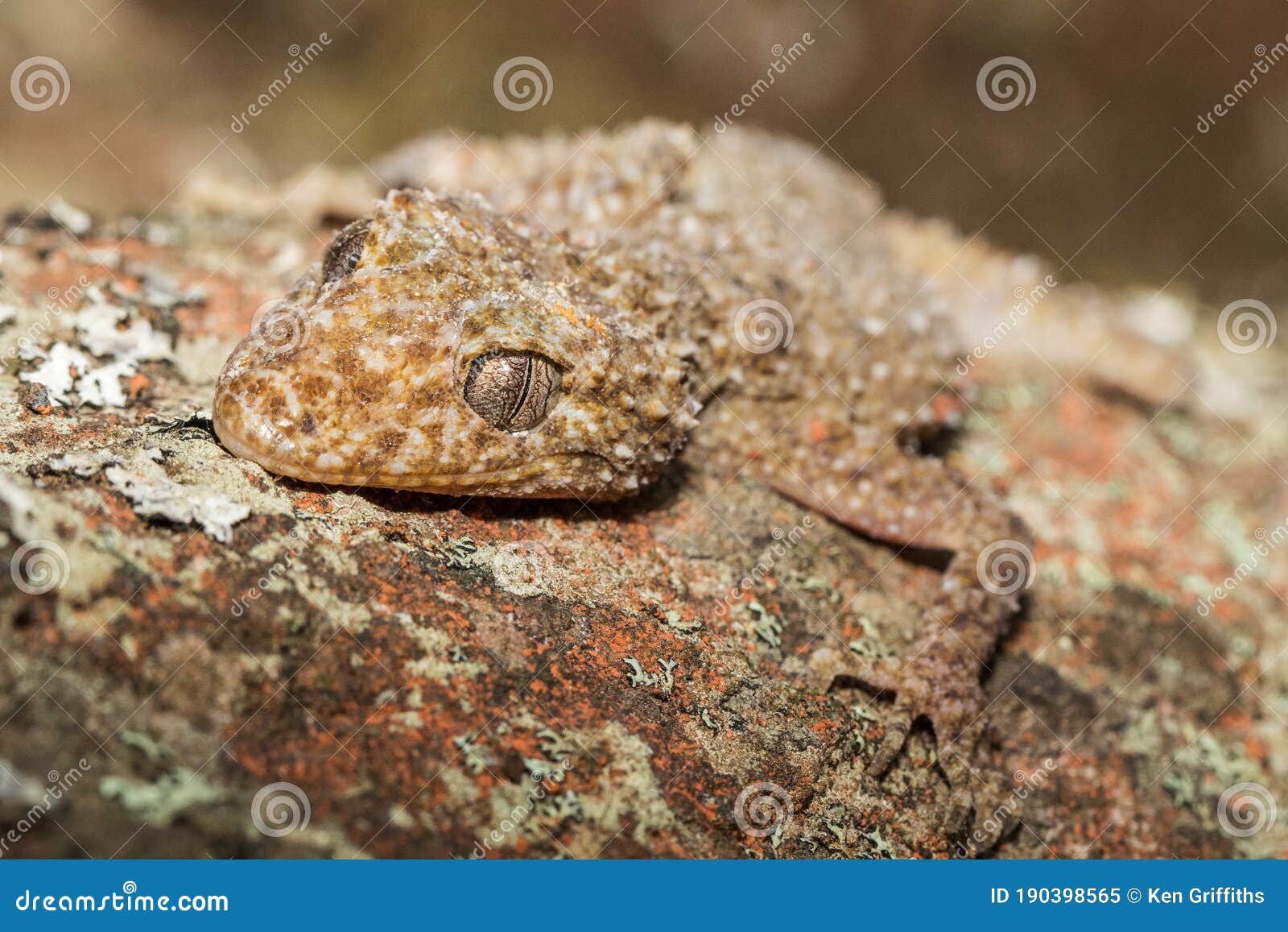 Broad-tailed Gecko stock image. Image of camouflaged - 190398565