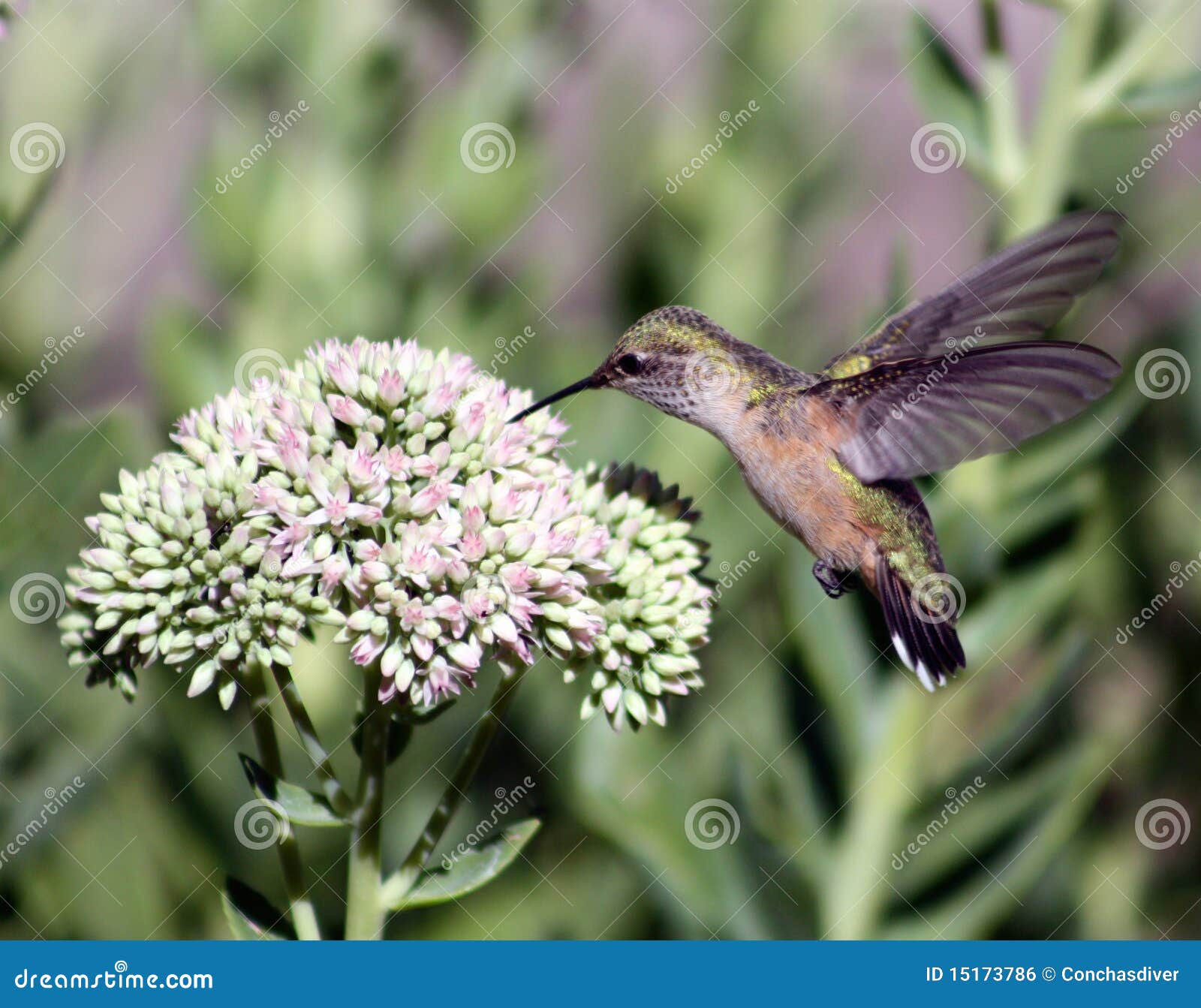 Broad-tailed hummingbird stock photo. Image of sandia - 15173786