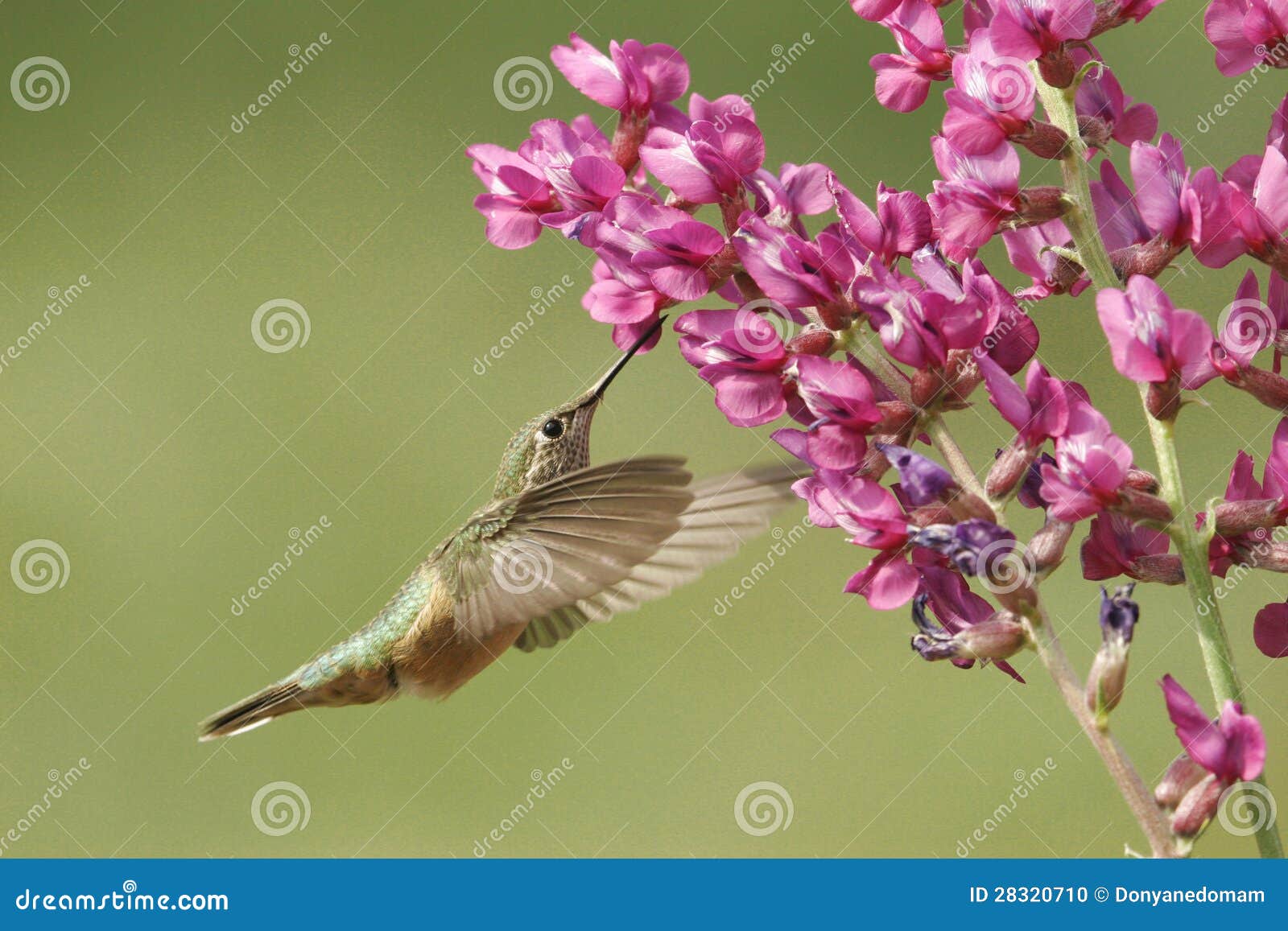 Broad-tailed Hummingbird Female (Selasphorus Platycercus) Stock Photo ...