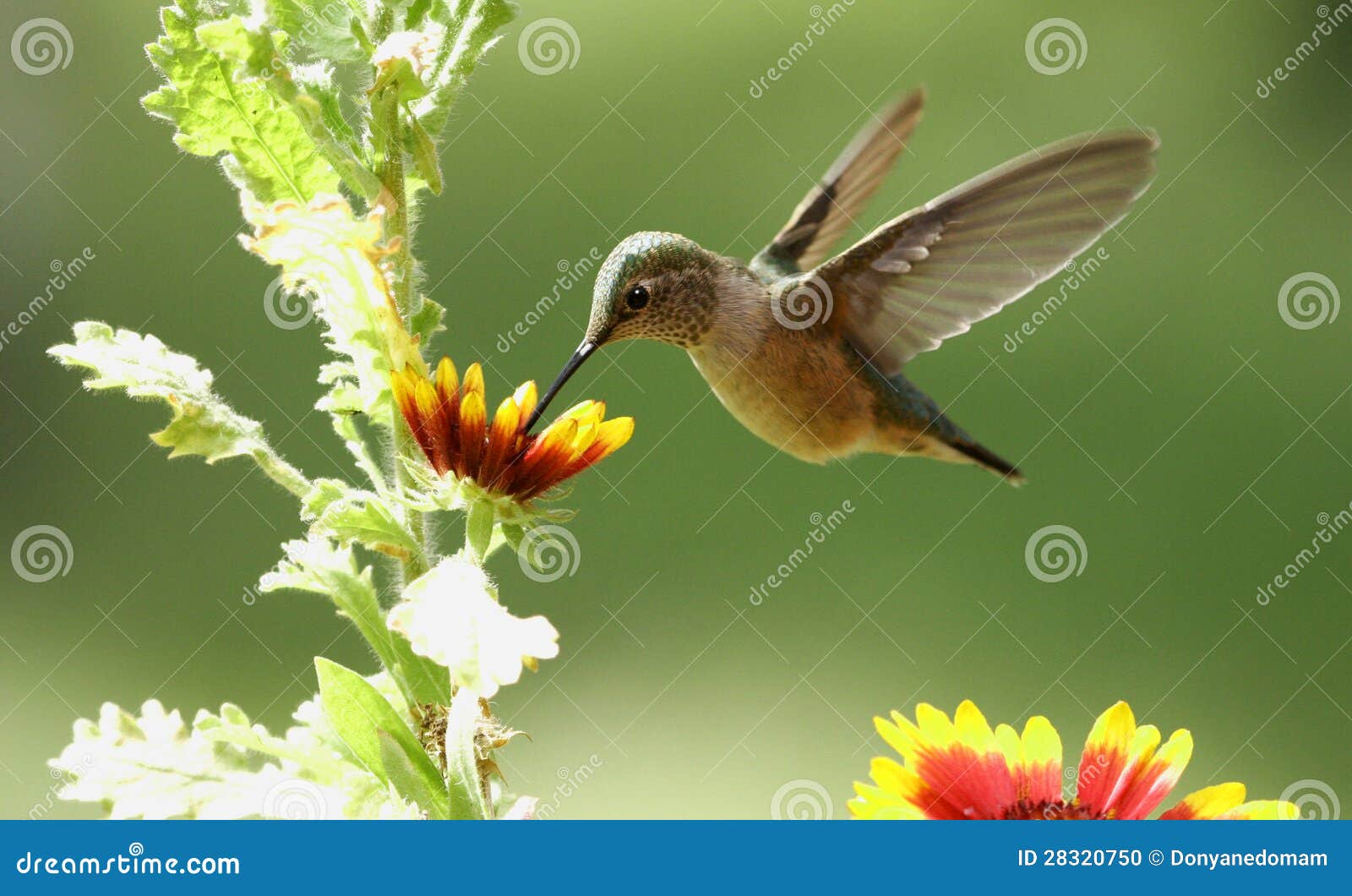 Broad-tailed Hummingbird Female (Selasphorus Platycercus) Stock Photo ...