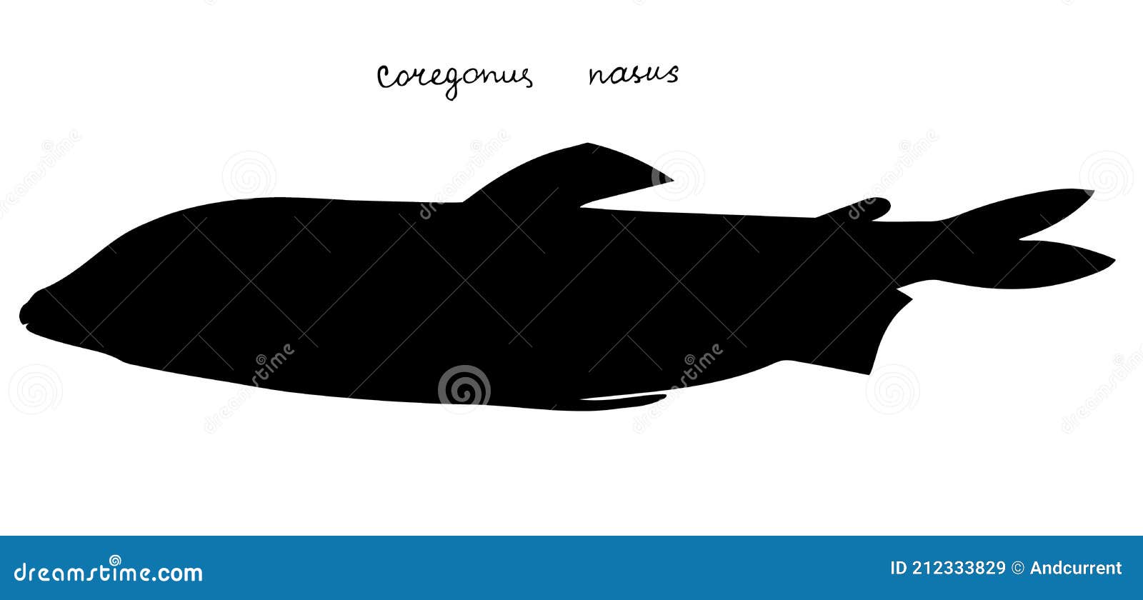 Broad Whitefish. Hand Drawn Realistic Black Silhouette Illustration ...