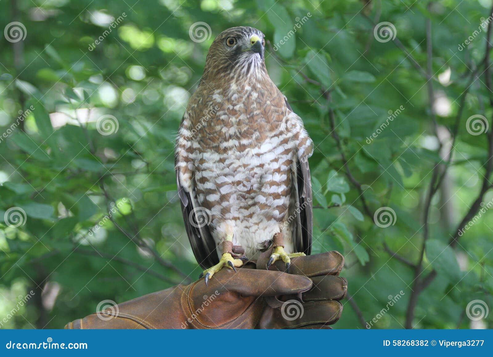 Broad-wing hawk on hand stock photo. Image of leather - 58268382