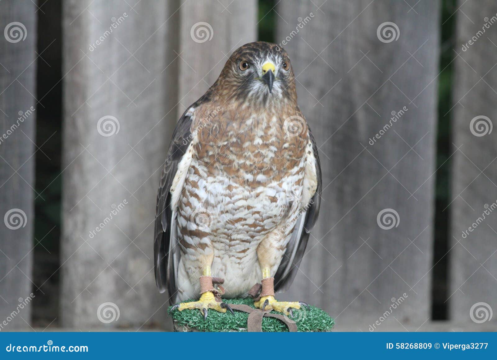 Broad-wing hawk on perch stock image. Image of tether - 58268809