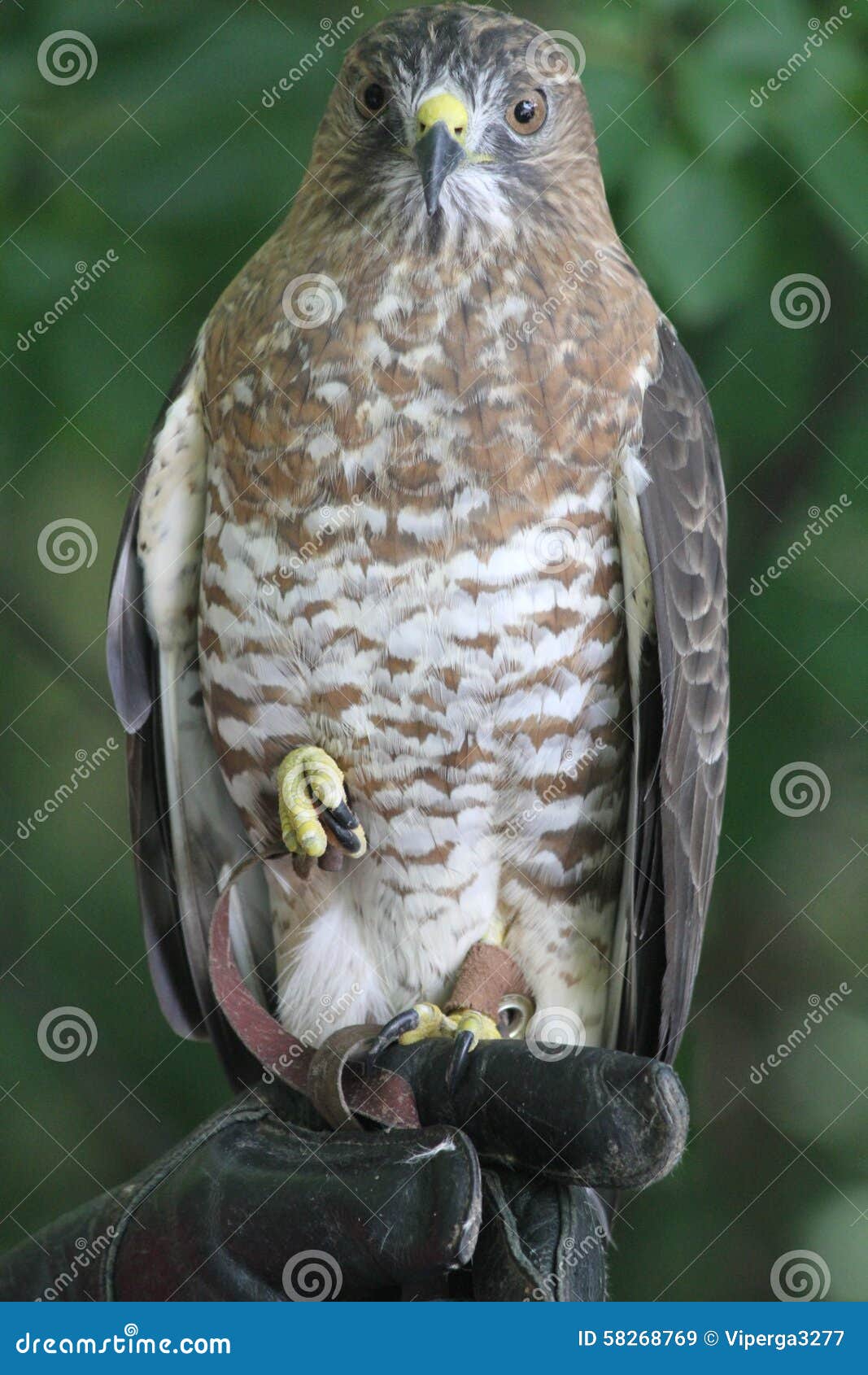 Broad-wing hawk stock image. Image of outdoor, adult - 58268769