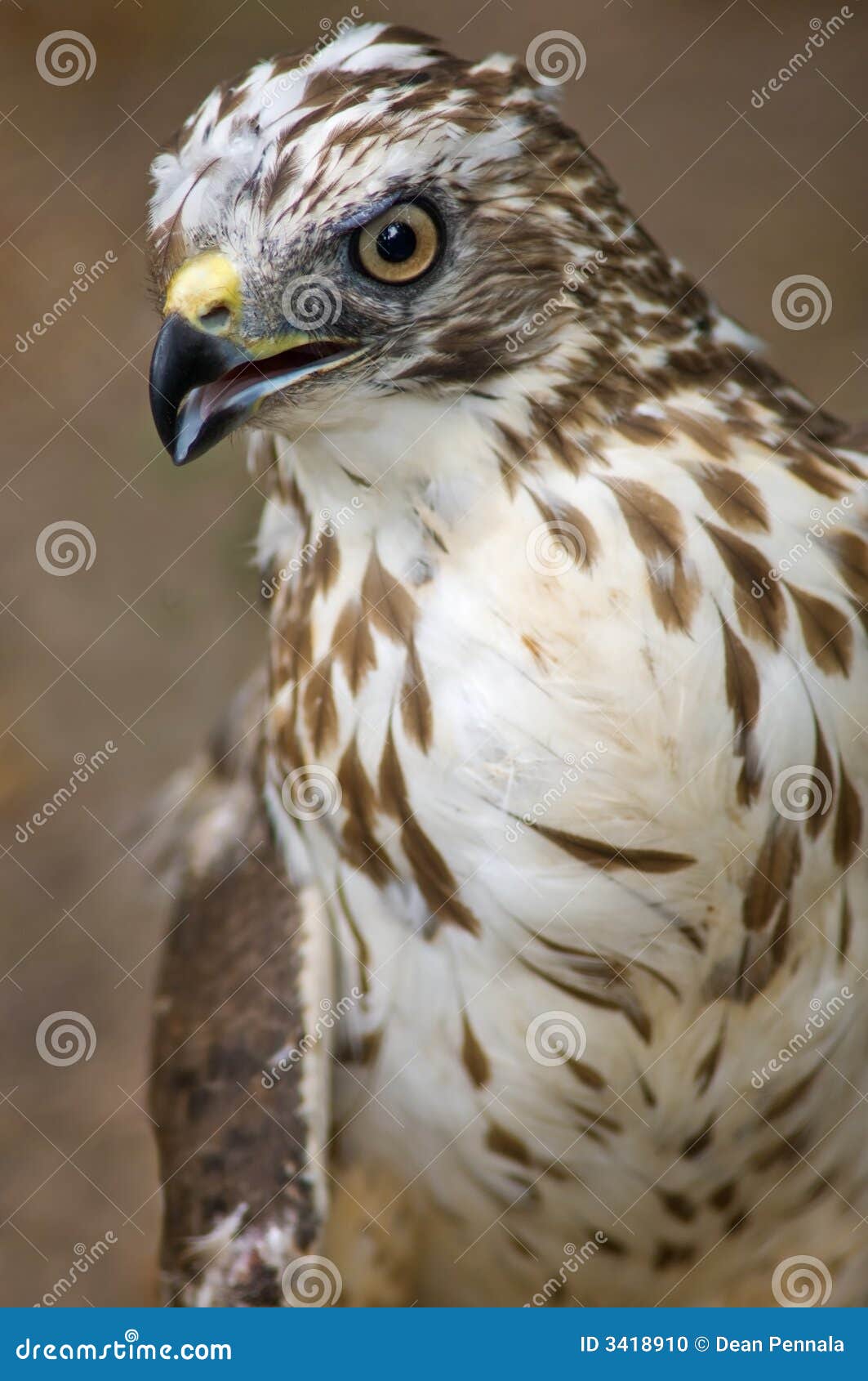 Broad-winged Hawk stock photo. Image of raptor, michigan - 3418910