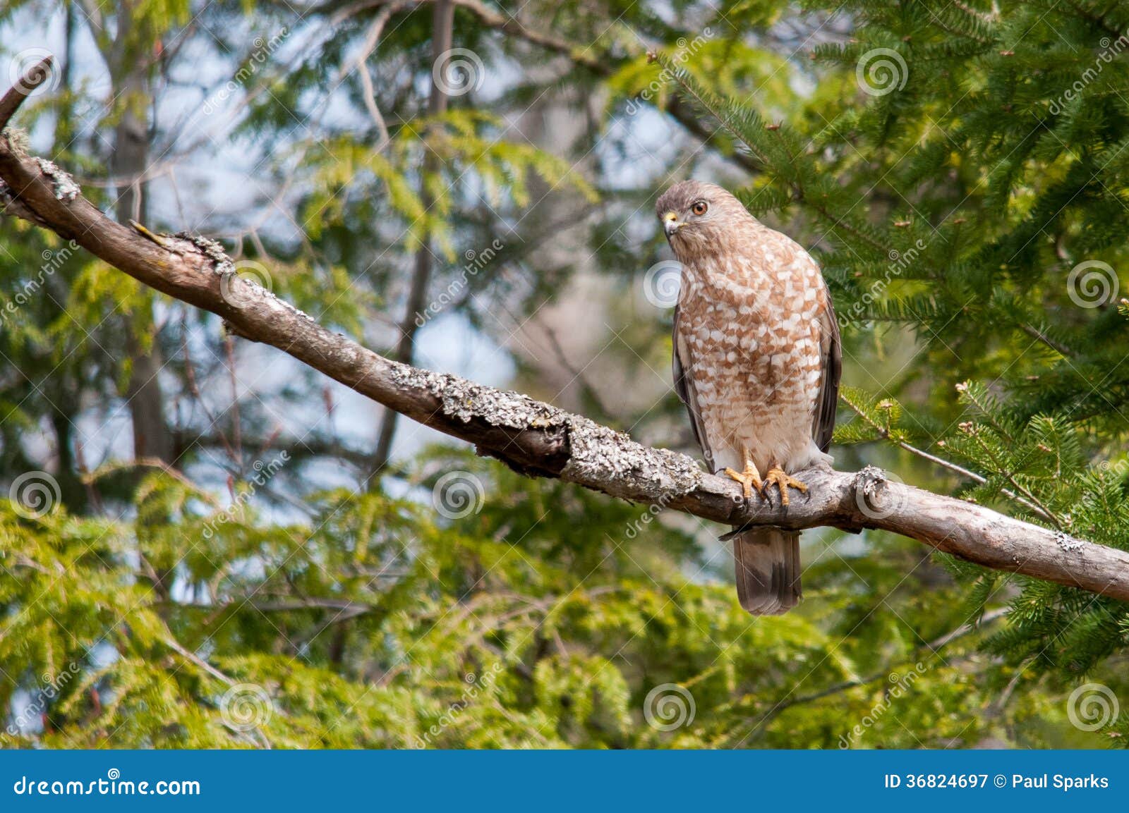 Broad-winged Hawk stock image. Image of environment, upper - 36824697