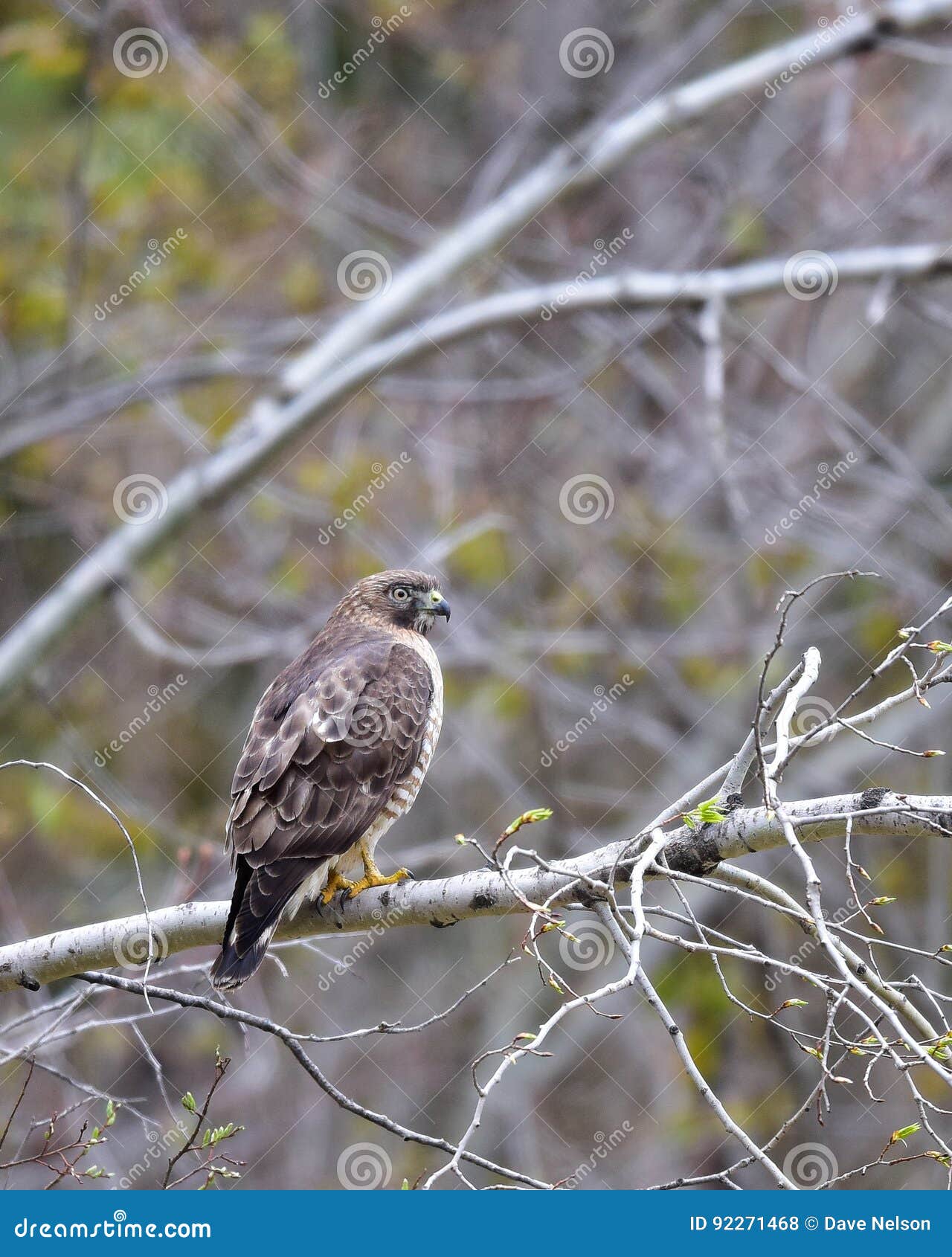 Broad-winged hawk stock photo. Image of perched, platypterus - 92271468