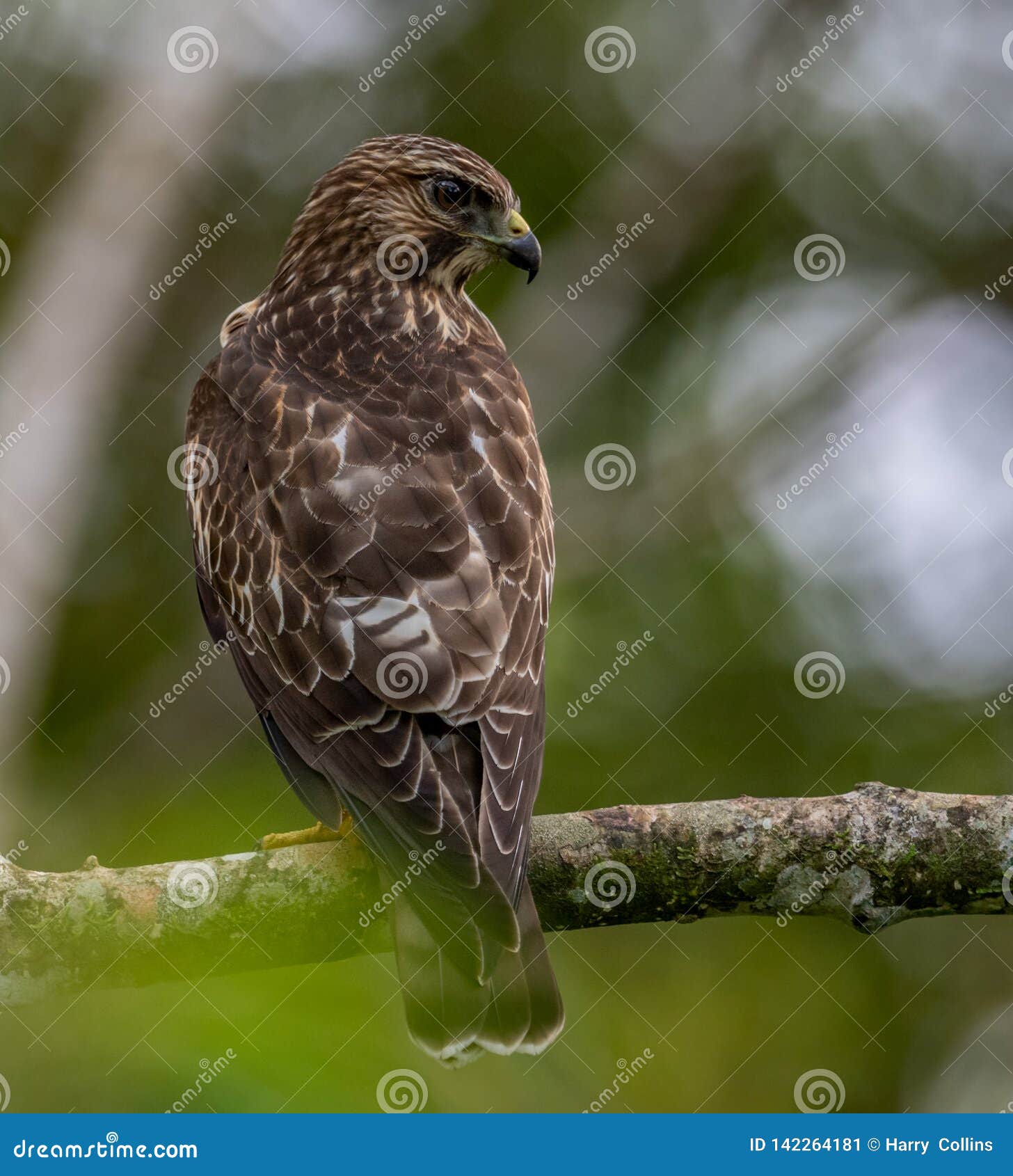 A Broad-winged Hawk in Florida Stock Image - Image of landscape, kayak ...
