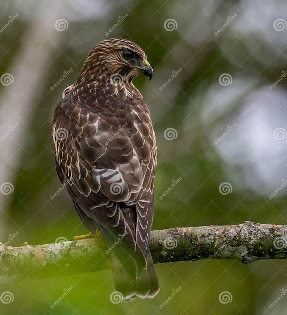 A Broad-winged Hawk in Florida Stock Image - Image of landscape, kayak ...
