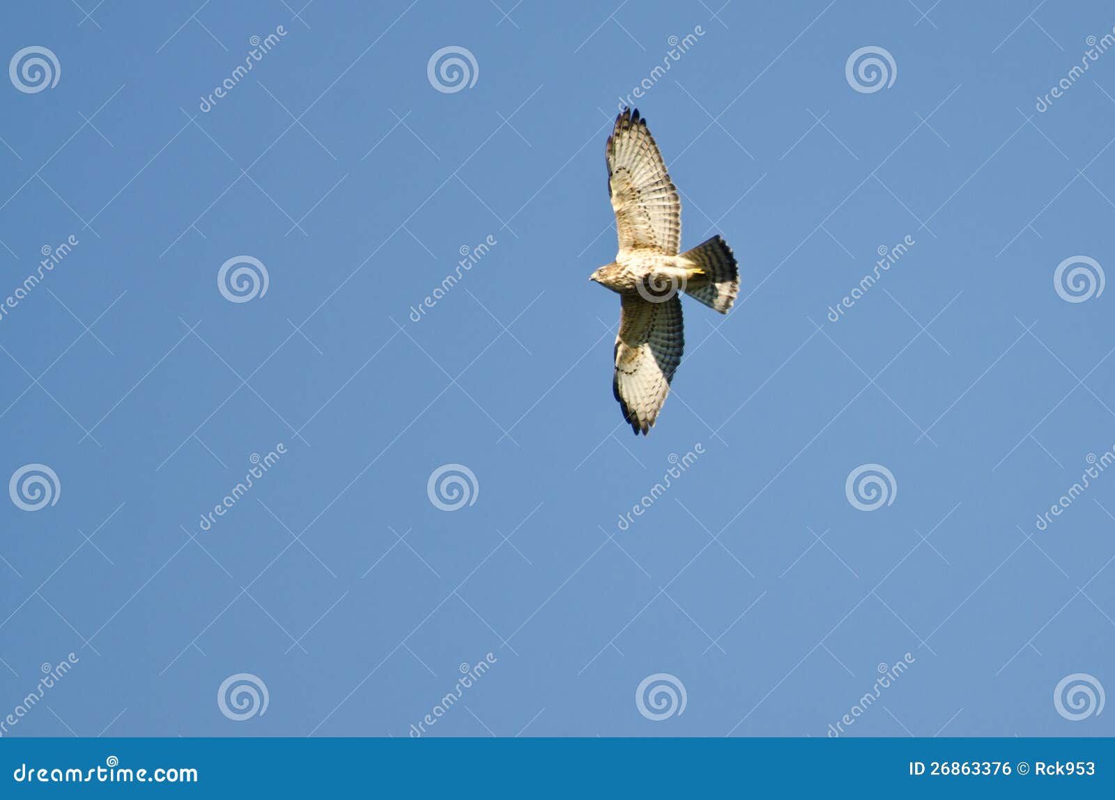 Broad-Winged Hawk Flying in a Blue Sky Stock Photo - Image of circling ...