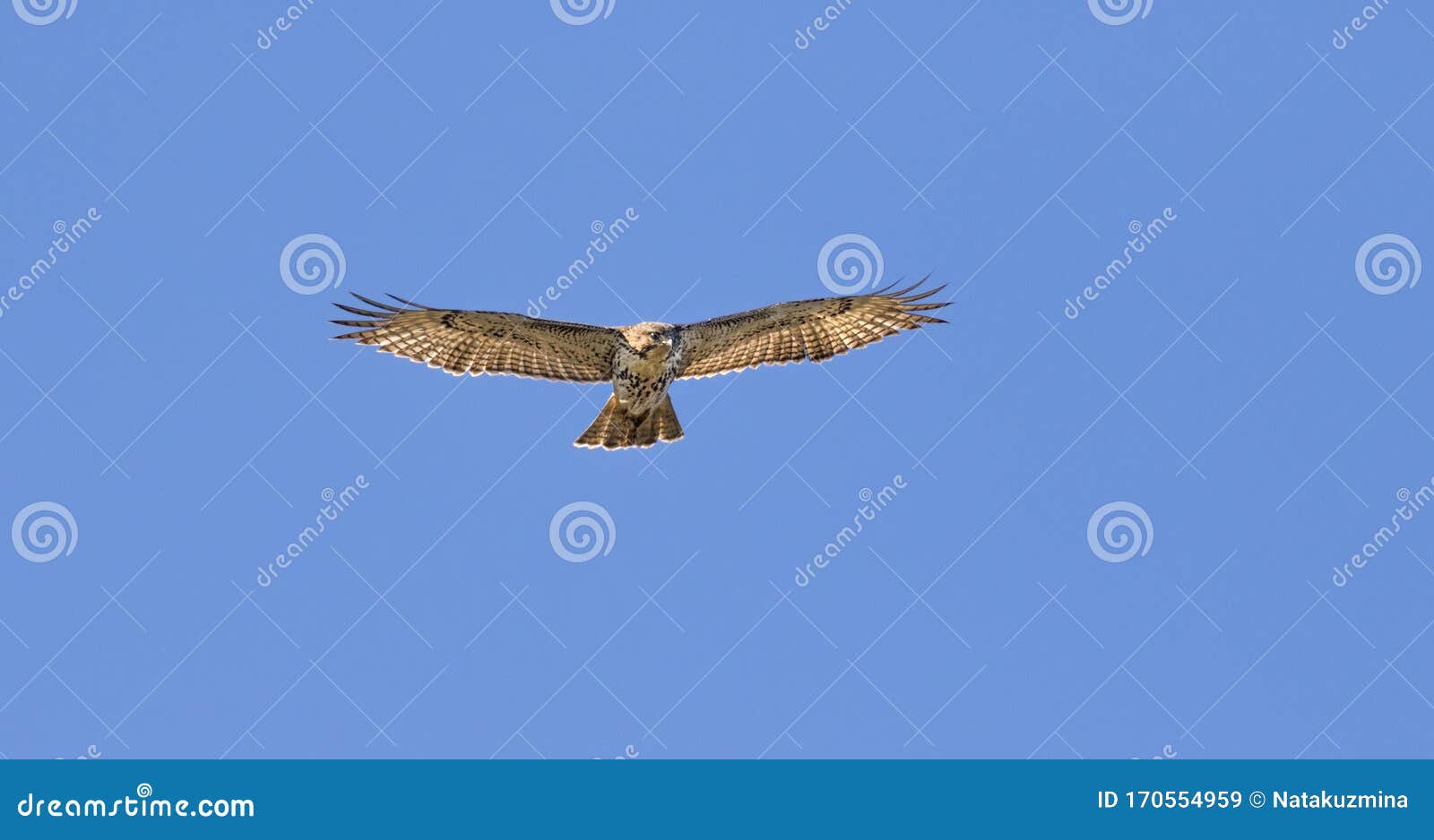 The Broad-winged Hawk Flying in a Blue Sky Stock Image - Image of ...