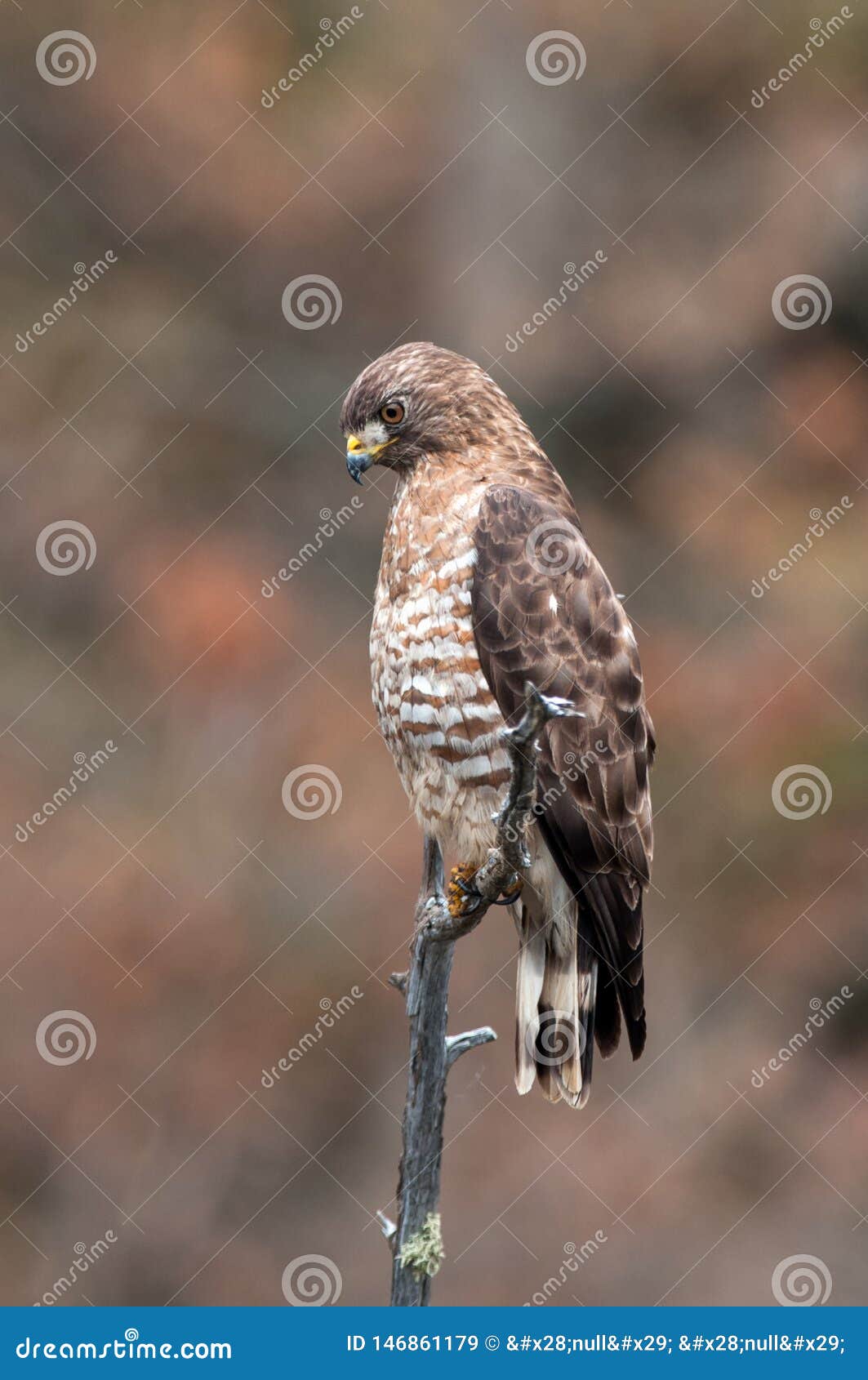 Broad-winged Hawk Perched on a Dead Tree Stock Image - Image of ...