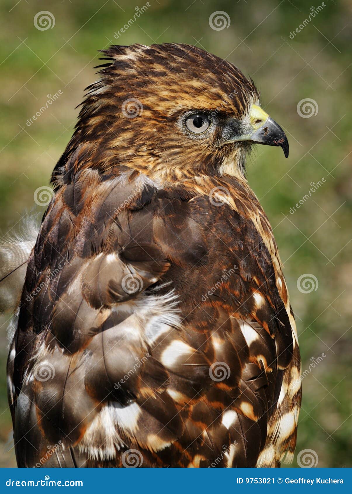 Broad-winged Hawk with Ruffled Feathers Stock Image - Image of prey ...