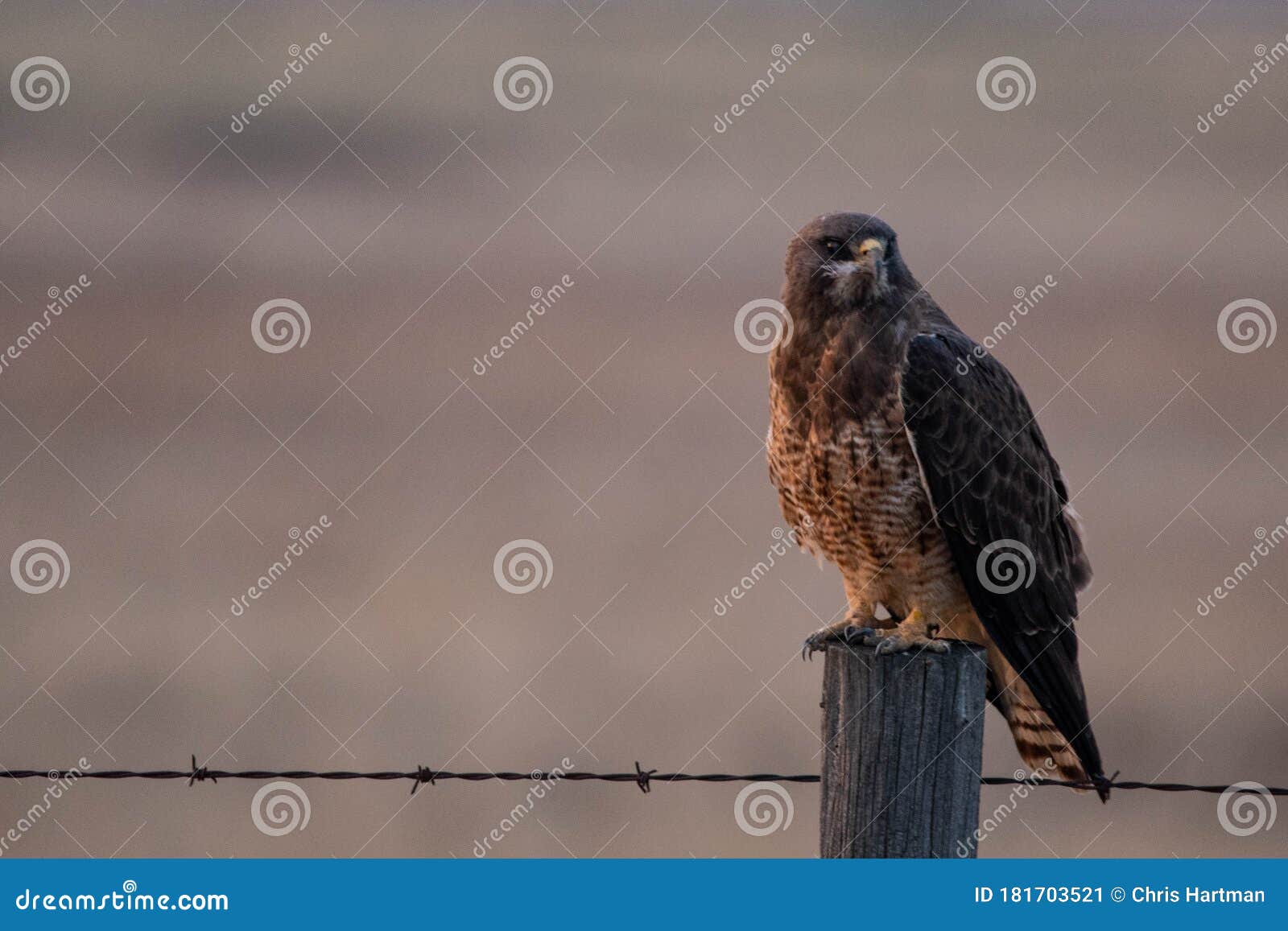 Broad Winged Hawk on a Fencpost on the Prairies Stock Image - Image of ...