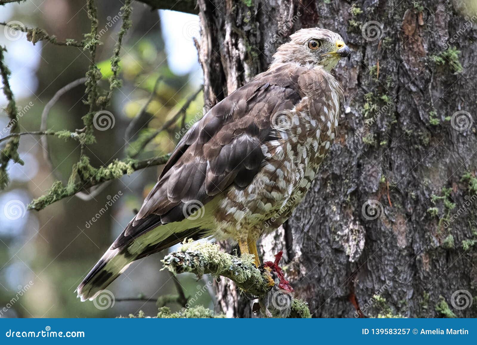 A Broad Winged Hawk Sits on a Spruce Tree Branch Stock Image - Image of ...
