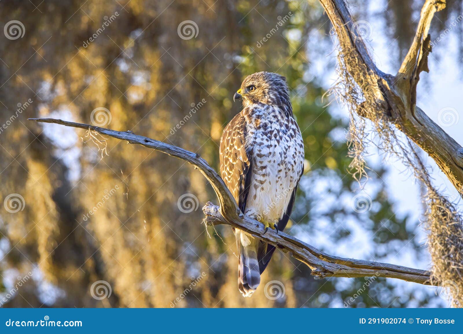 Broad-winged Hawk Starring at a Sunrise Stock Photo - Image of fauna ...
