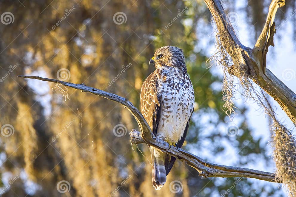 Broad-winged Hawk Starring at a Sunrise Stock Photo - Image of fauna ...