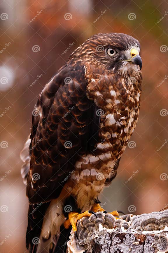 Broad-winged Hawk on Stump stock photo. Image of bill - 20852466