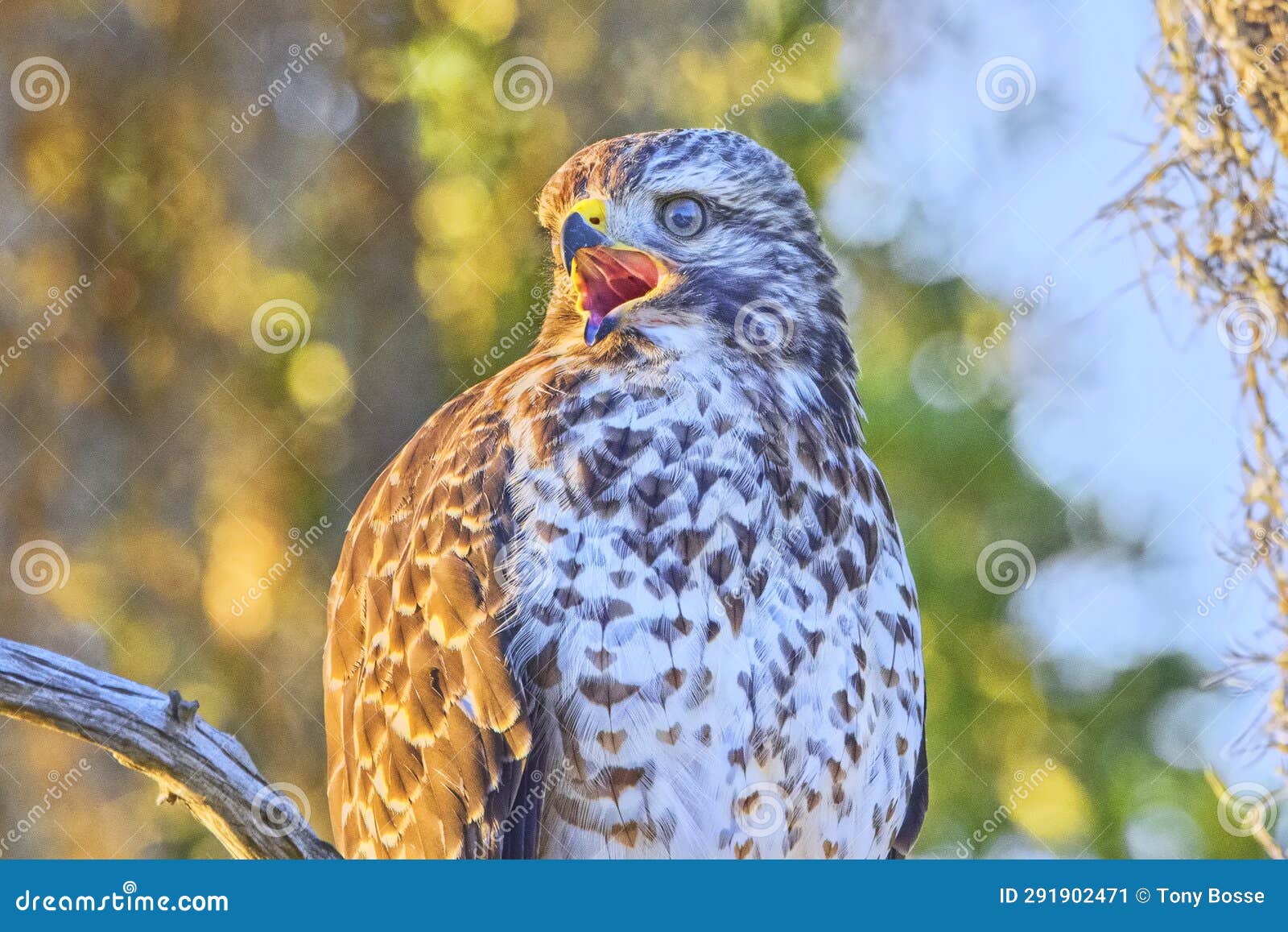 Broad-winged Hawk at Sunrise Stock Image - Image of wings, bird: 291902471
