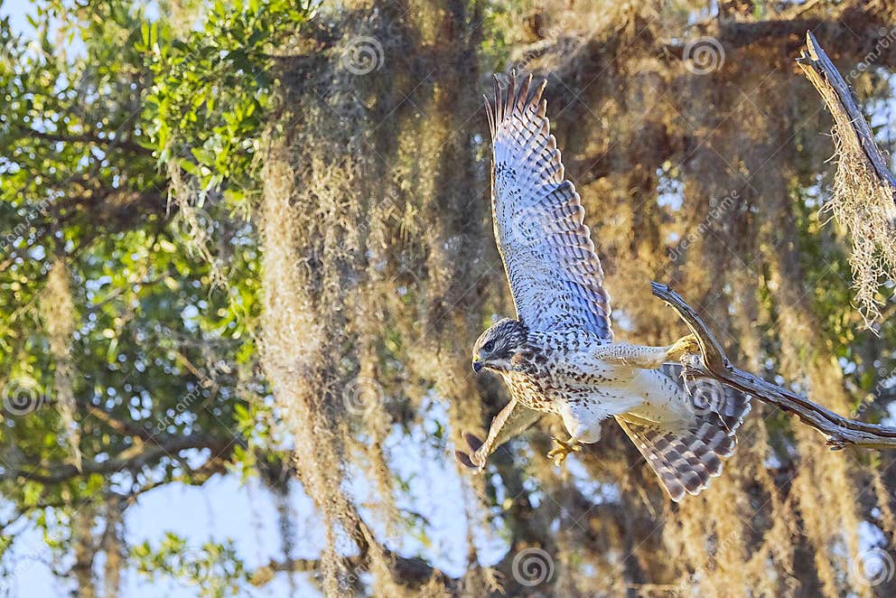 Broad-winged Hawk Taking Flight at Sunrise Stock Photo - Image of ...