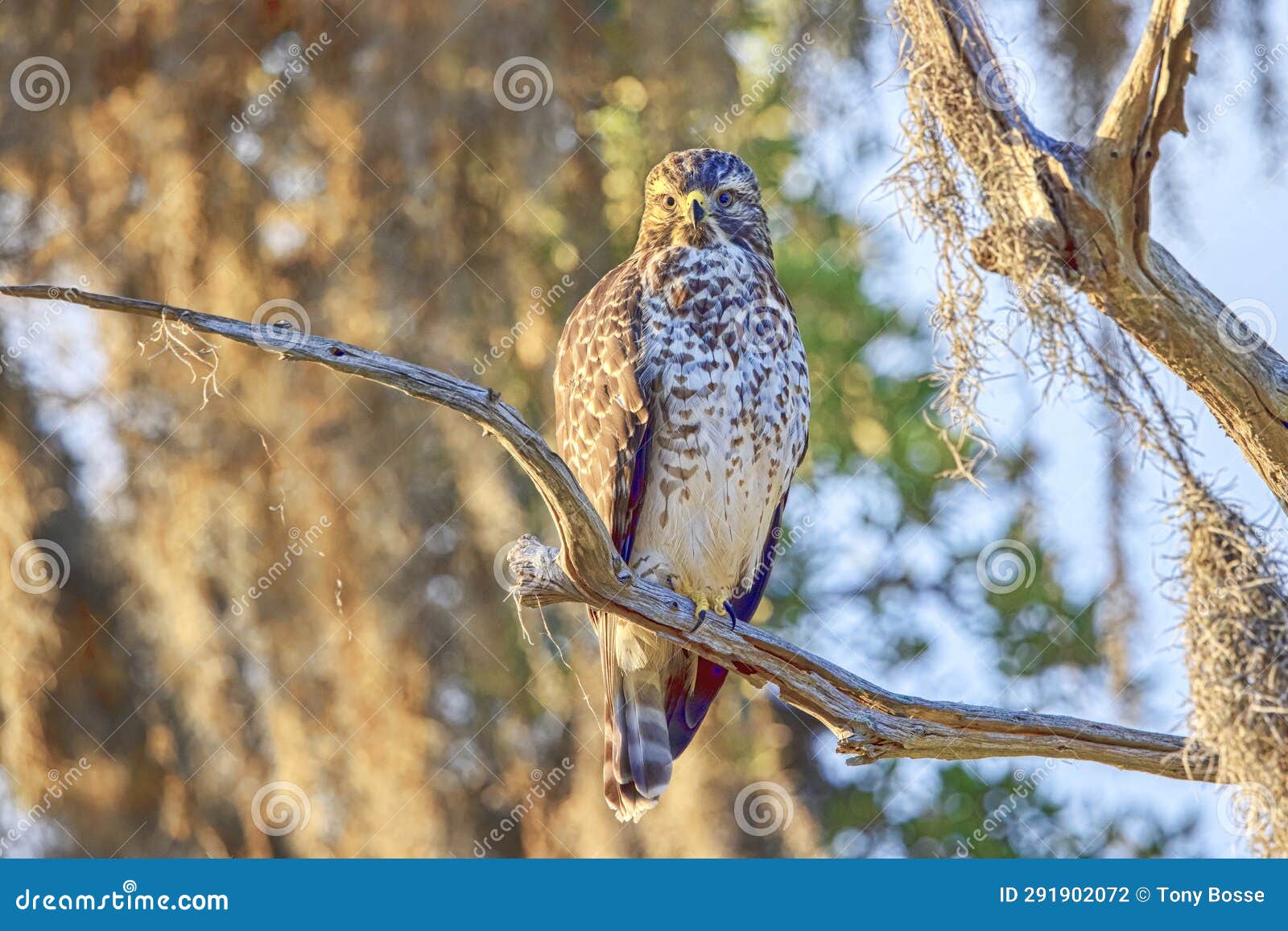 Broad-winged Hawk on a Tree at Sunrise Stock Photo - Image of ...