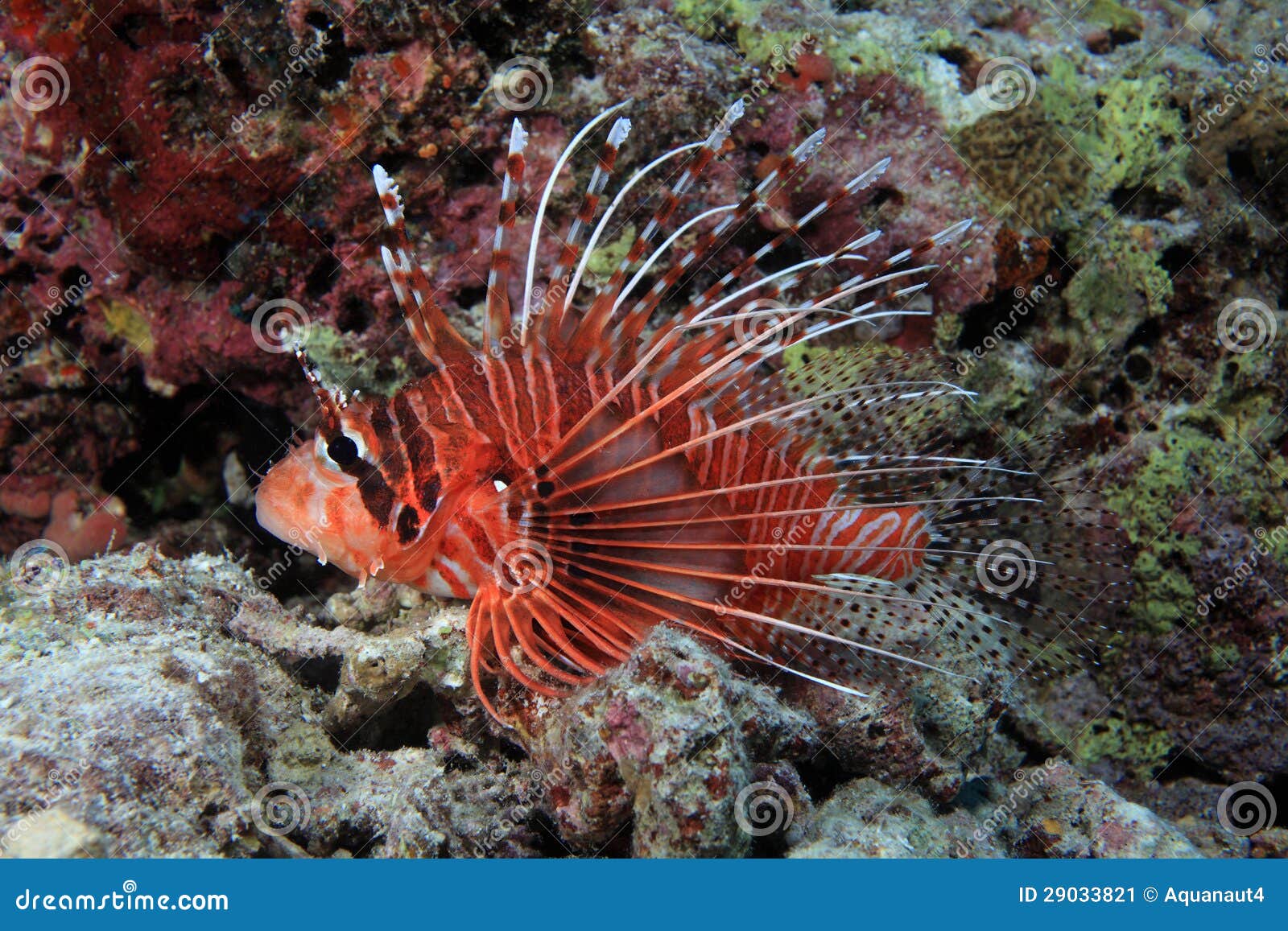 Broadbarred firefish stock image. Image of diving, discovery - 29033821